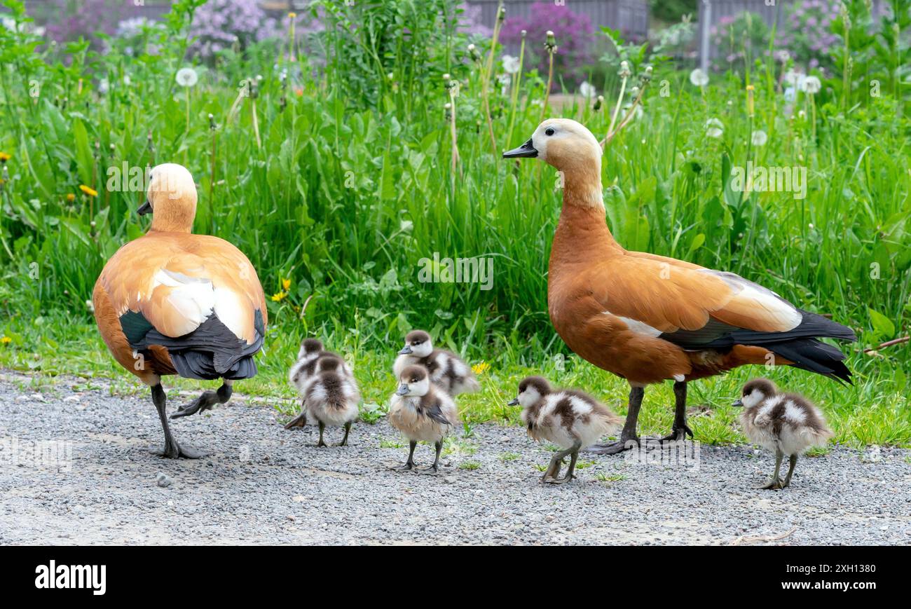 Ogar duck hi-res stock photography and images - Alamy