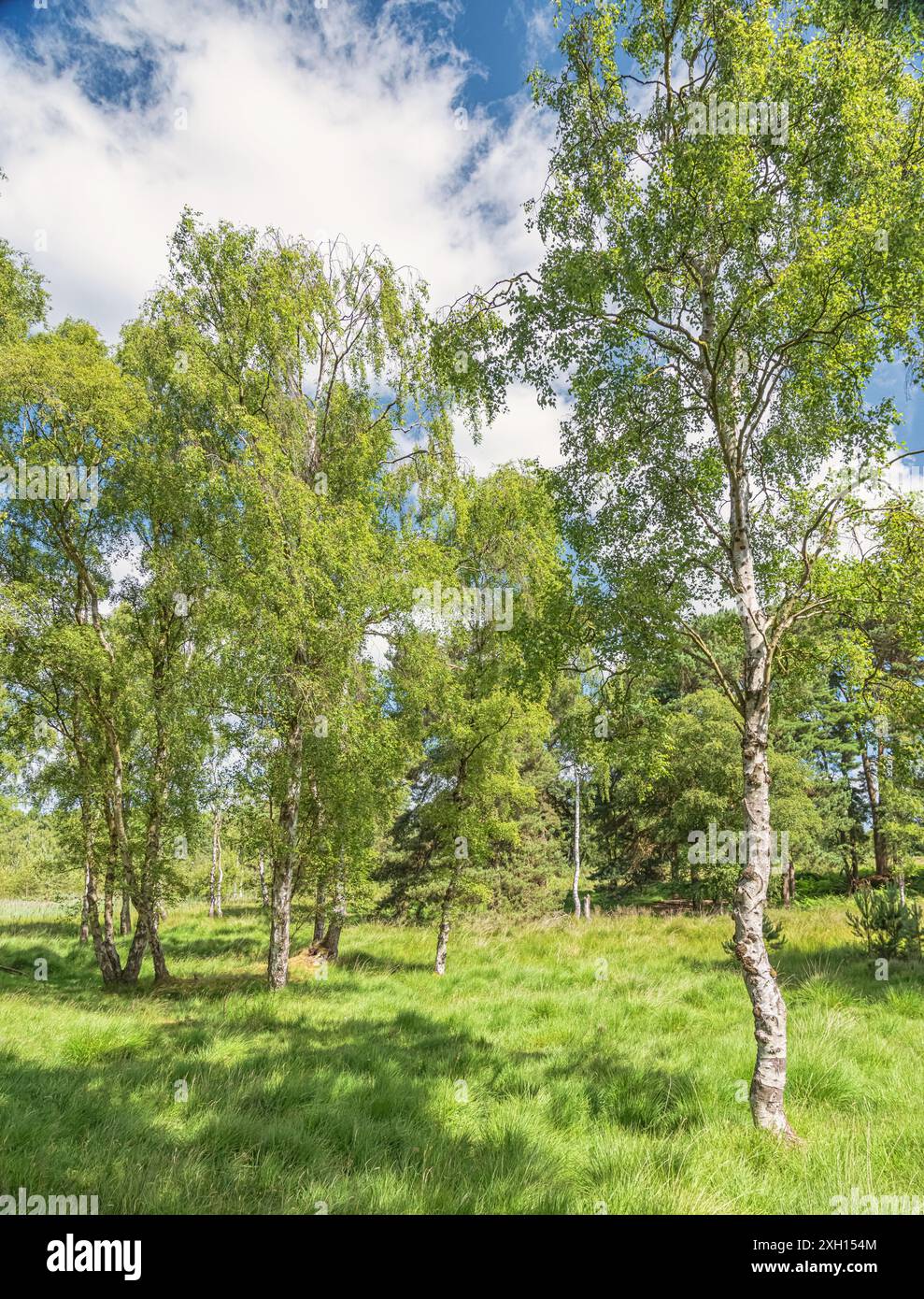 A silver birch tree stands alone on a common as dappled sunshine falls ...