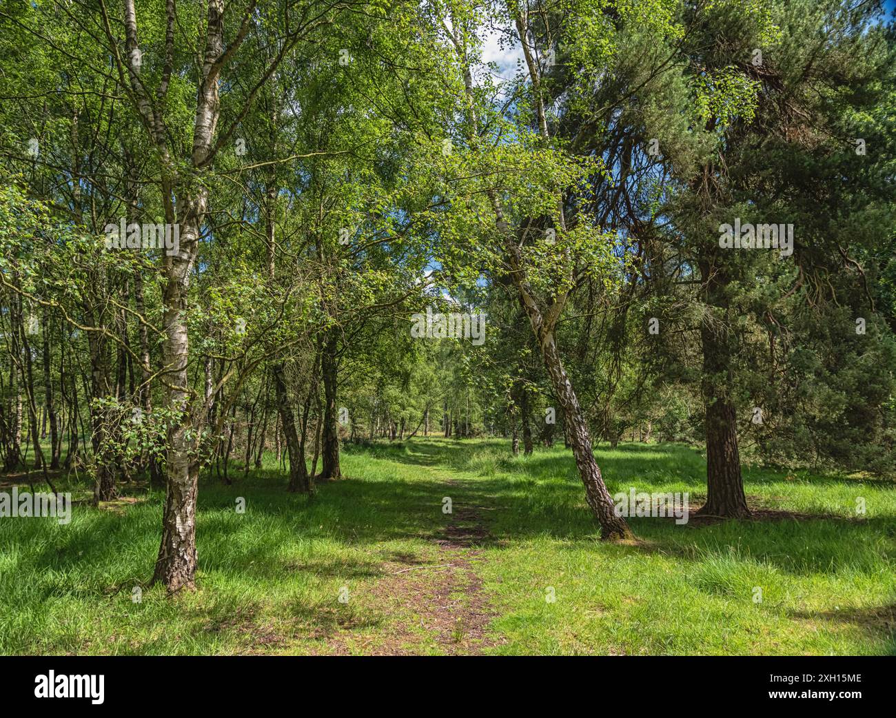 Silver birch trees are on each side of a worn track though a woodland ...