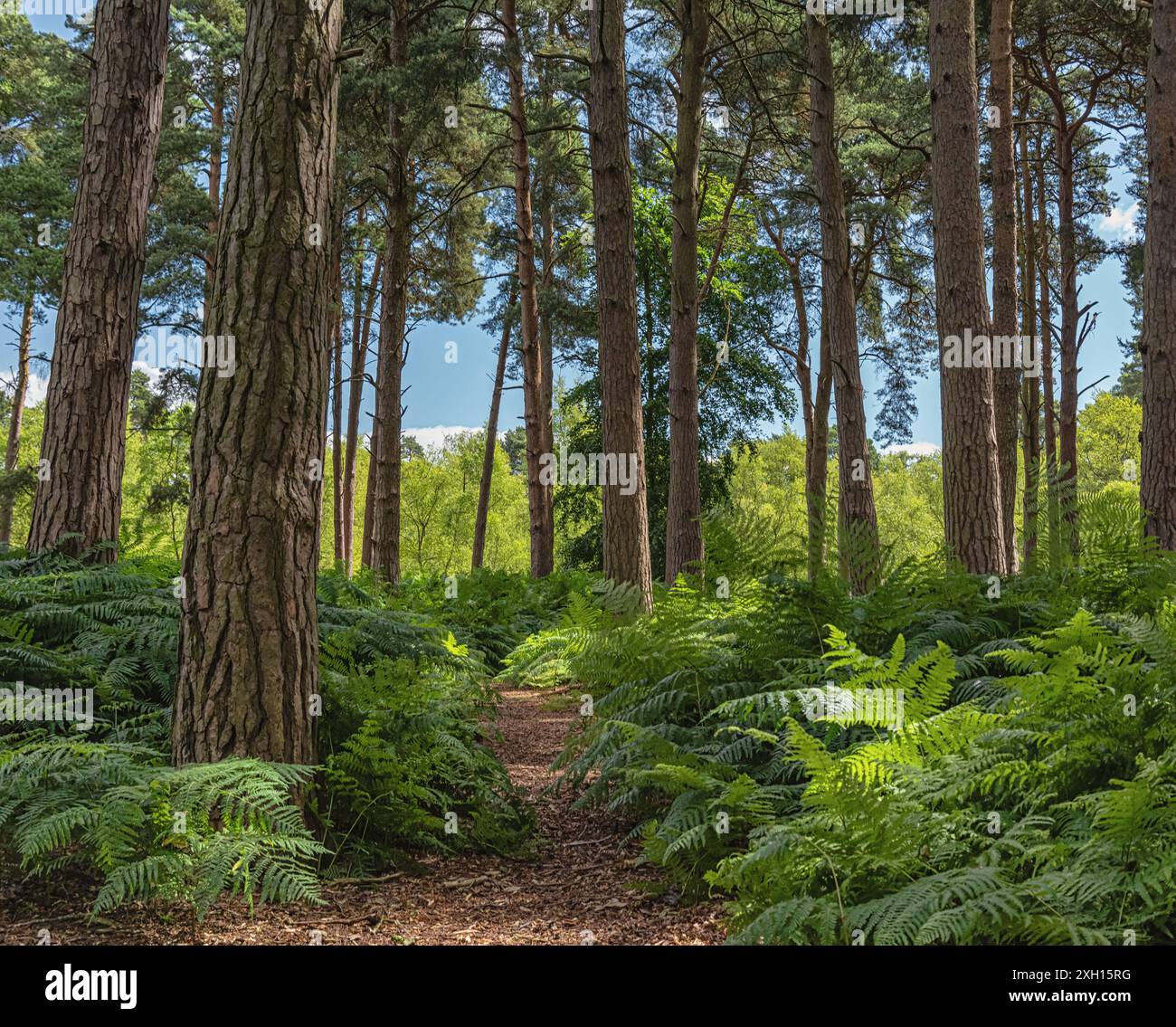 Ferns are on each side of path leading to some tall pine trees. Dappled ...