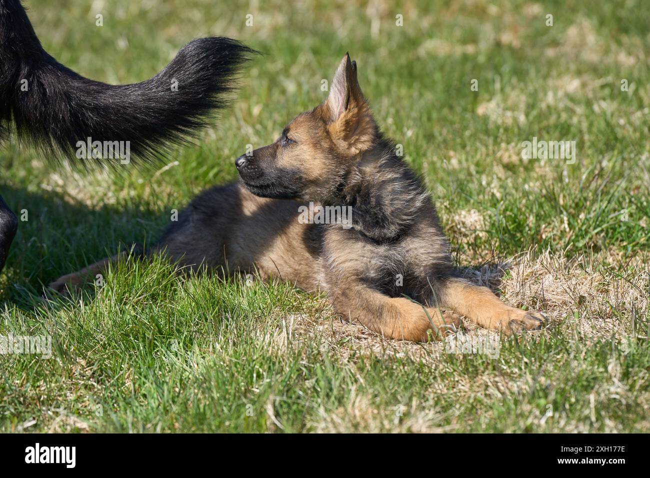 Beautiful German Shepherd puppy with his mother on a meadow on a sunny ...