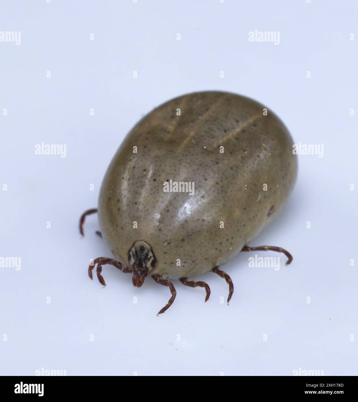 Bloated tick on isolated white background Stock Photo - Alamy