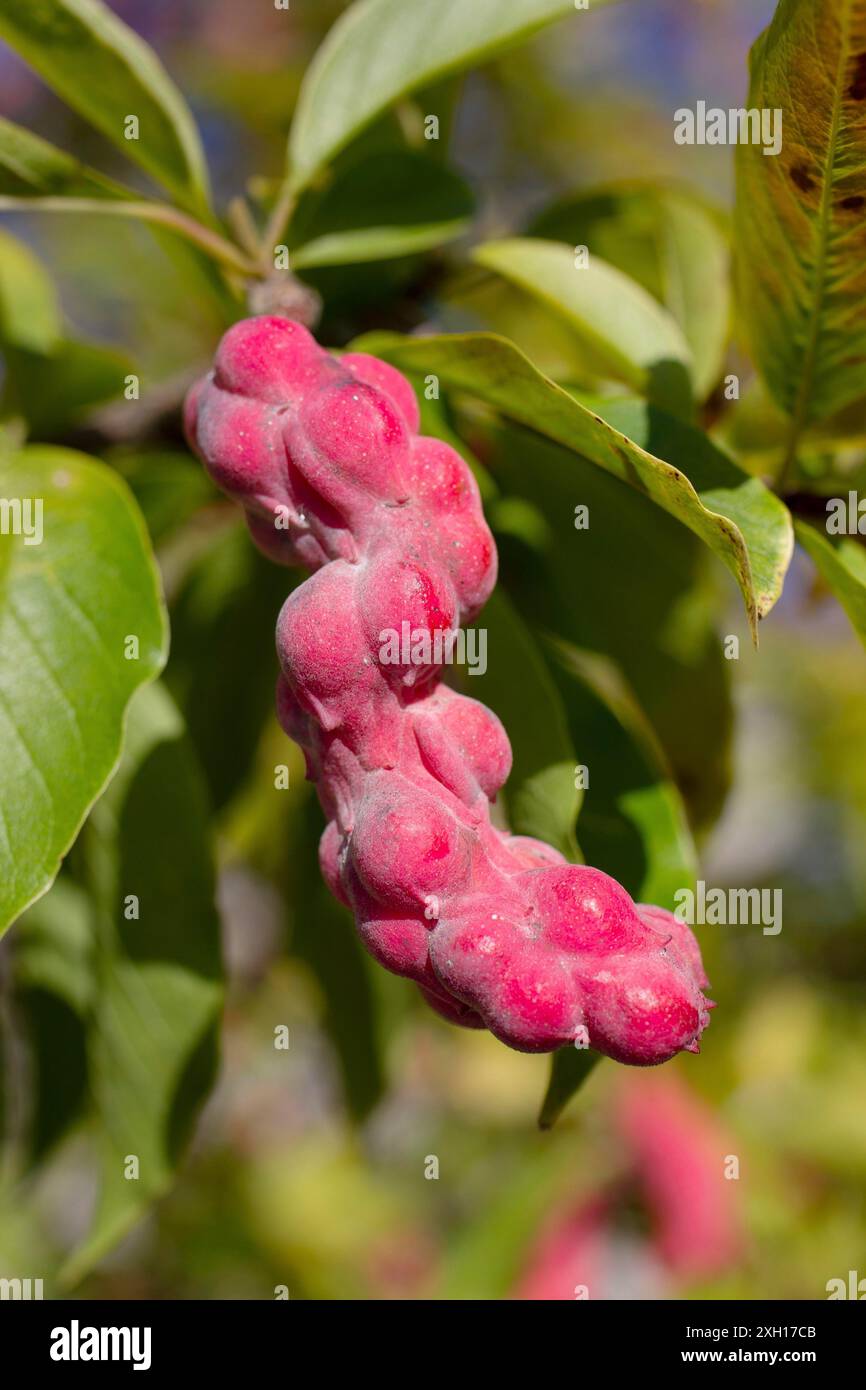 Magnolia tree seed pod hi-res stock photography and images - Alamy