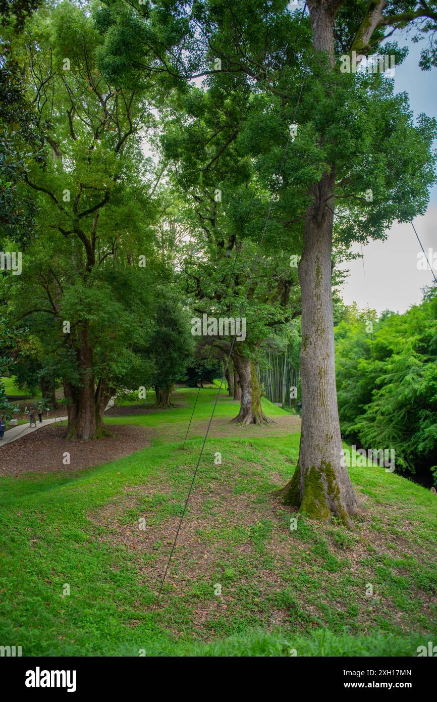 Evergreen trees create hi-res stock photography and images - Alamy