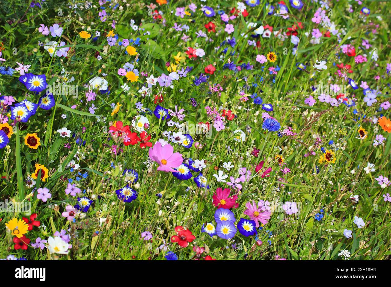 In meadow various wildflowers hi-res stock photography and images - Alamy
