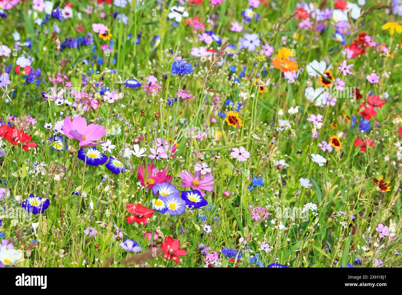 In meadow various wildflowers hi-res stock photography and images - Alamy