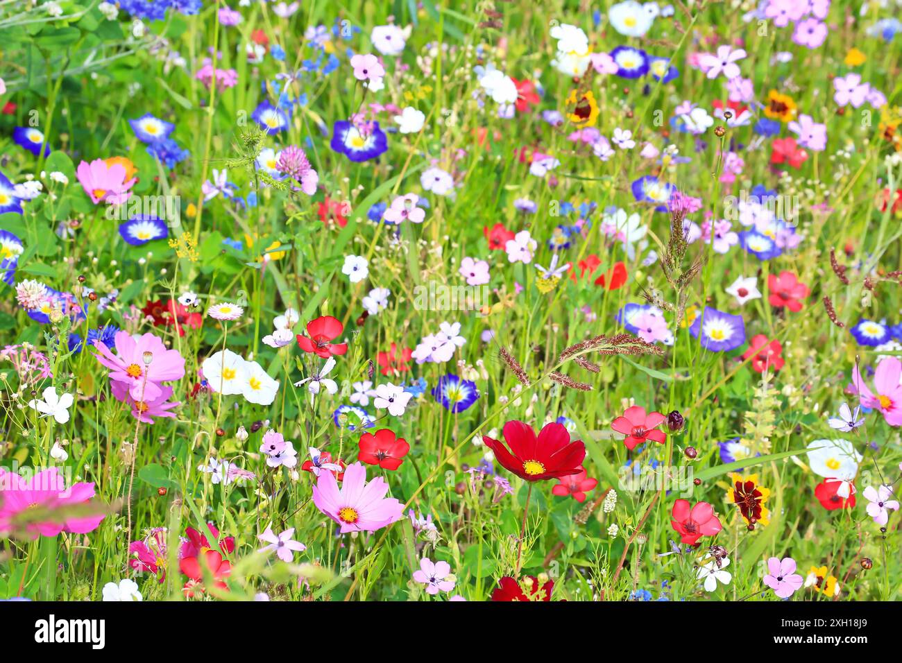 Colourful flower meadow in the basic colour green with various ...