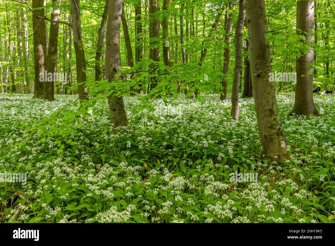 Wild garlic blossom in the Hainich National Park, Thuringia Stock Photo ...