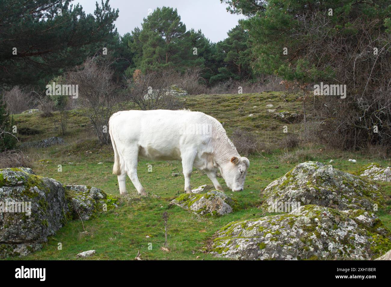 A white cow eats grass in a natural landscape with granite rocks ...