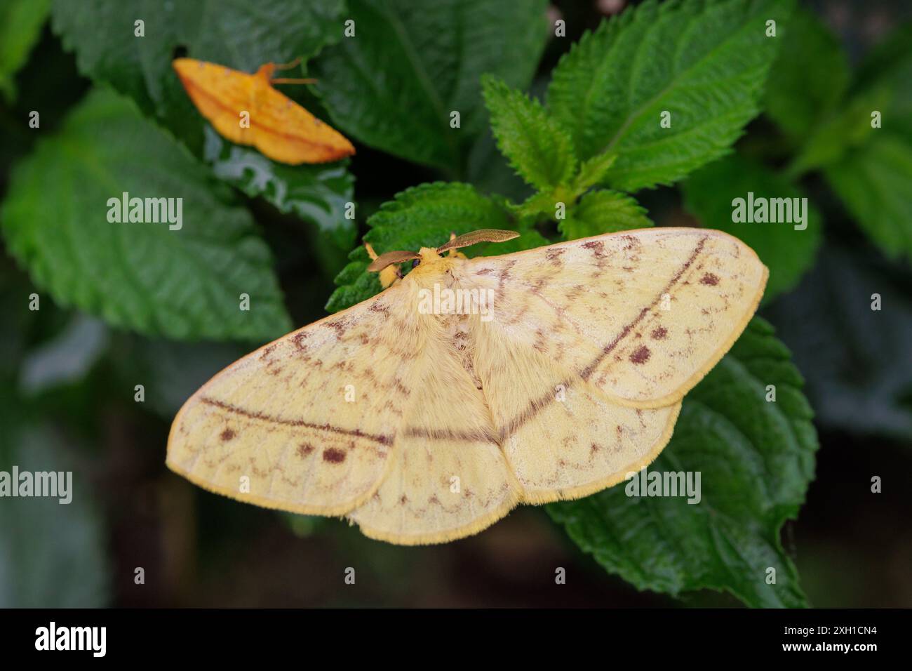 Monkey Moth Eupterote undata standing on a lantana plant, Malaysia ...