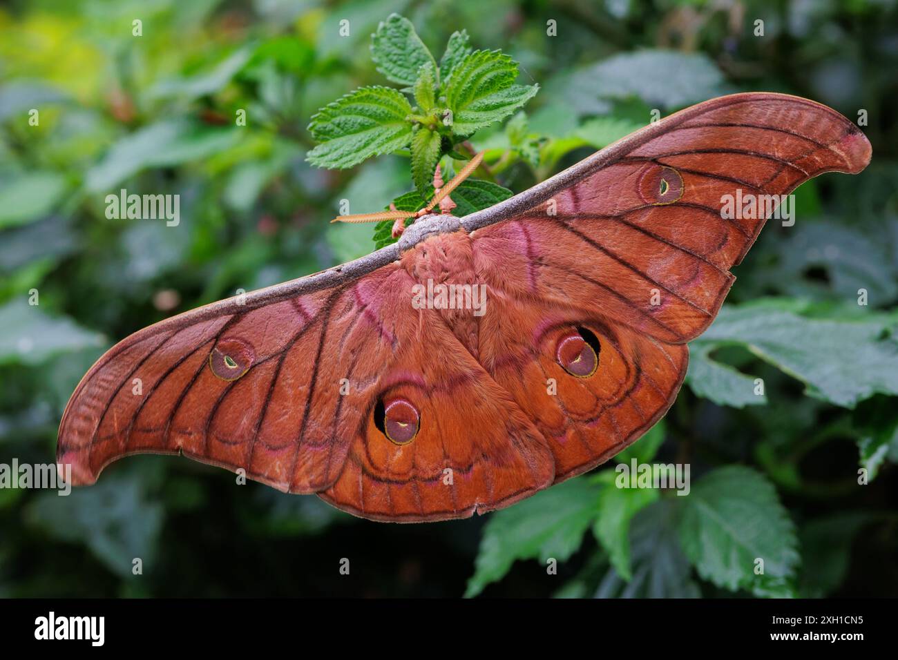 Tussar Moths Genus Antheraea standing on a lantana plant, Malaysia ...