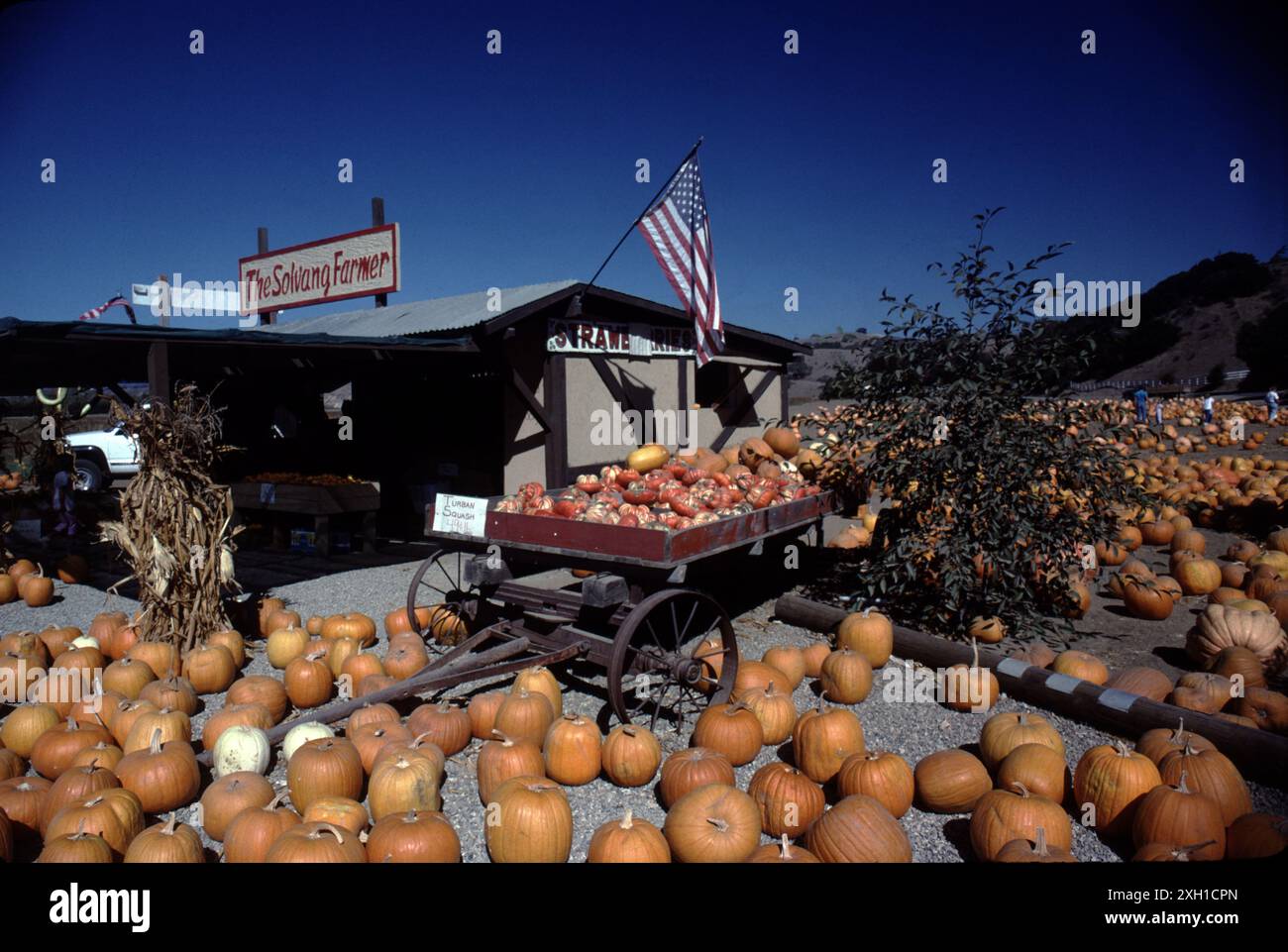 Solvang, CA. U.S.A. 10/1987. The Solvang Farmer Pumpkin Patch ...