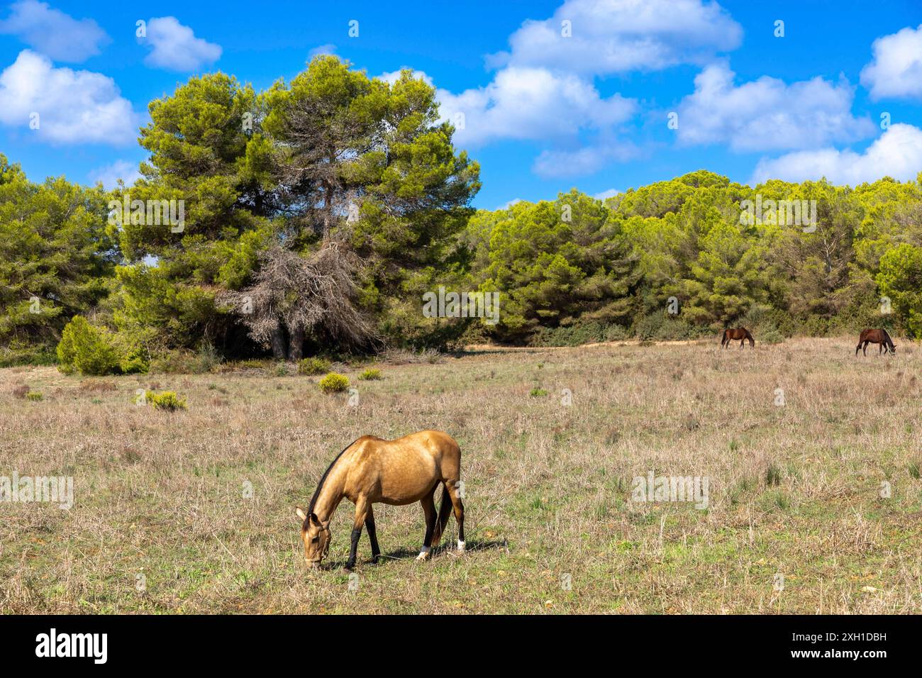 Pines and horses in the Punta de n'Amer nature reserve near Sa Coma ...