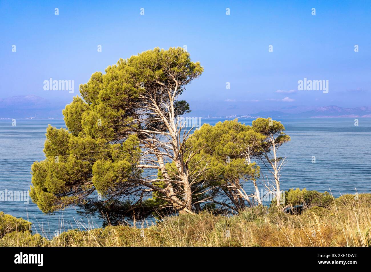Spain majorca east tree hi-res stock photography and images - Alamy