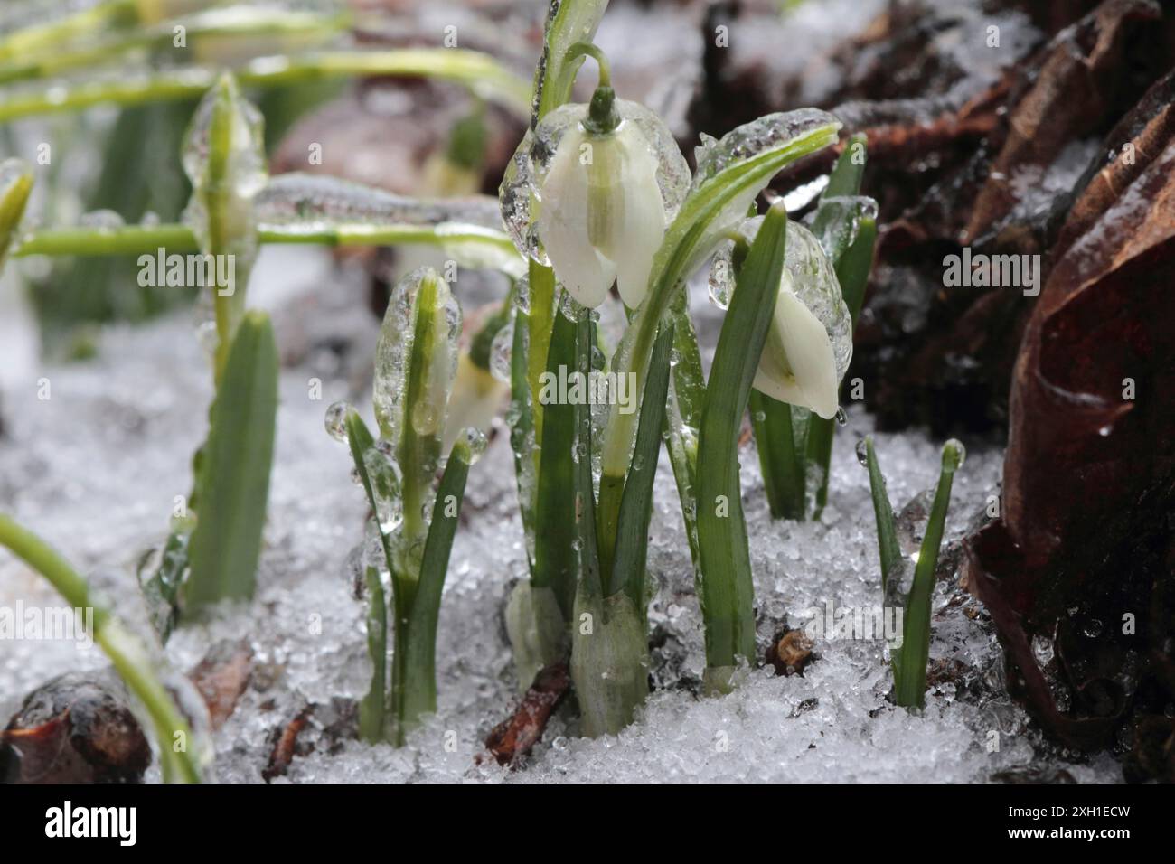 Snowdrops after freezing rain Stock Photo - Alamy