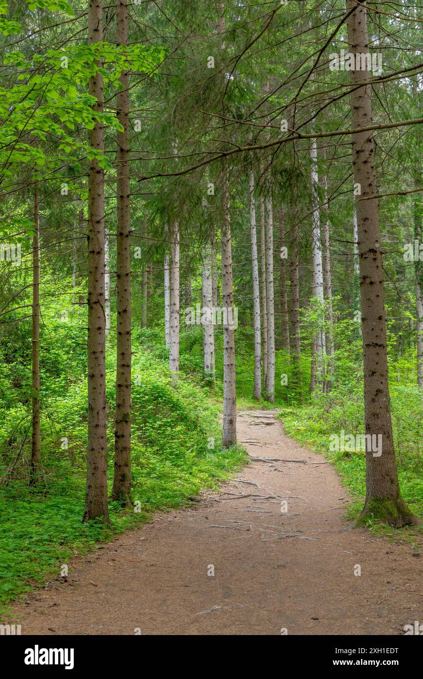 Pass Gorge Trail in the Passeier Valley near moss, South Tyrol Stock ...