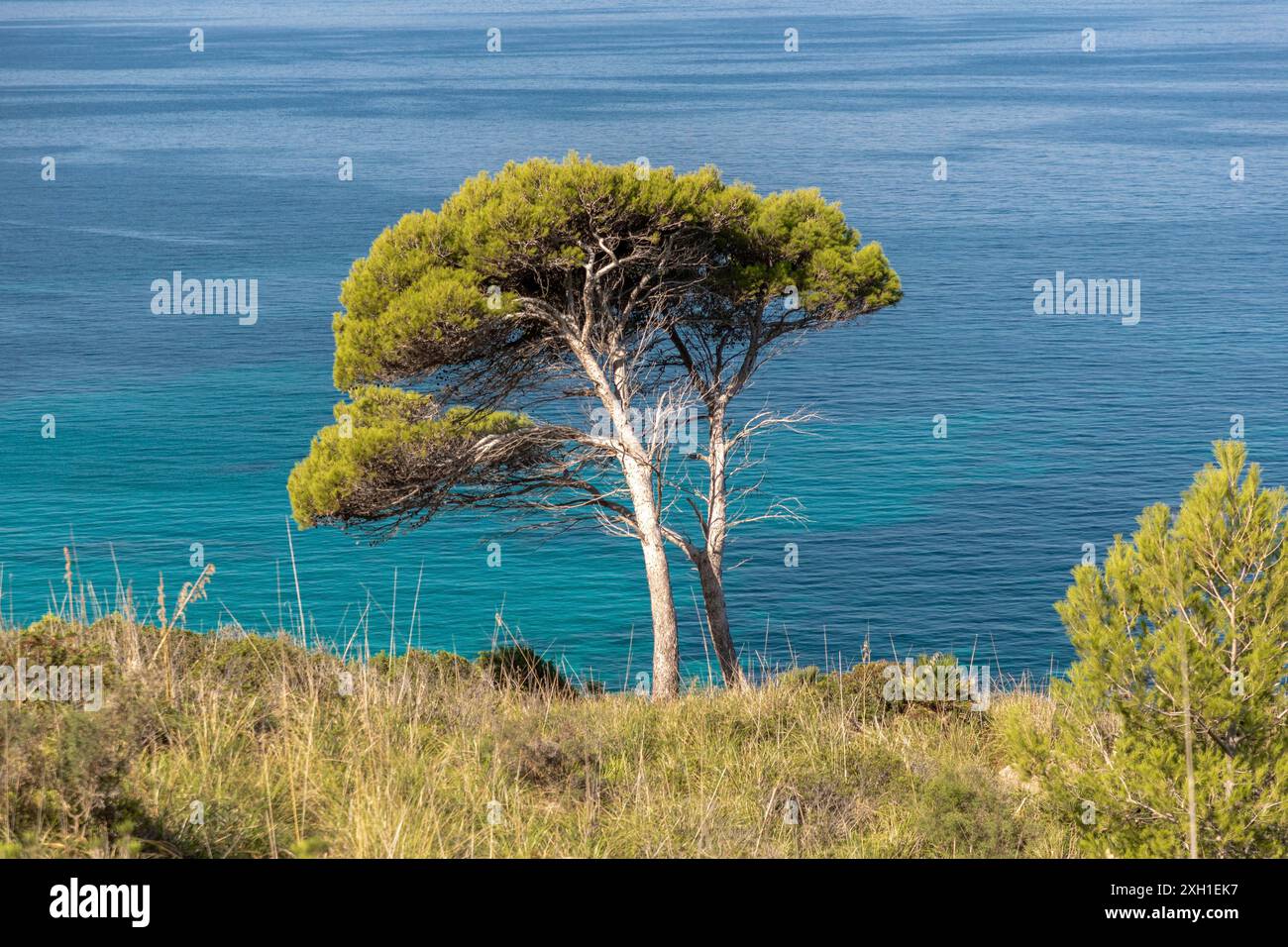 Aleppo pine tree hi-res stock photography and images - Alamy
