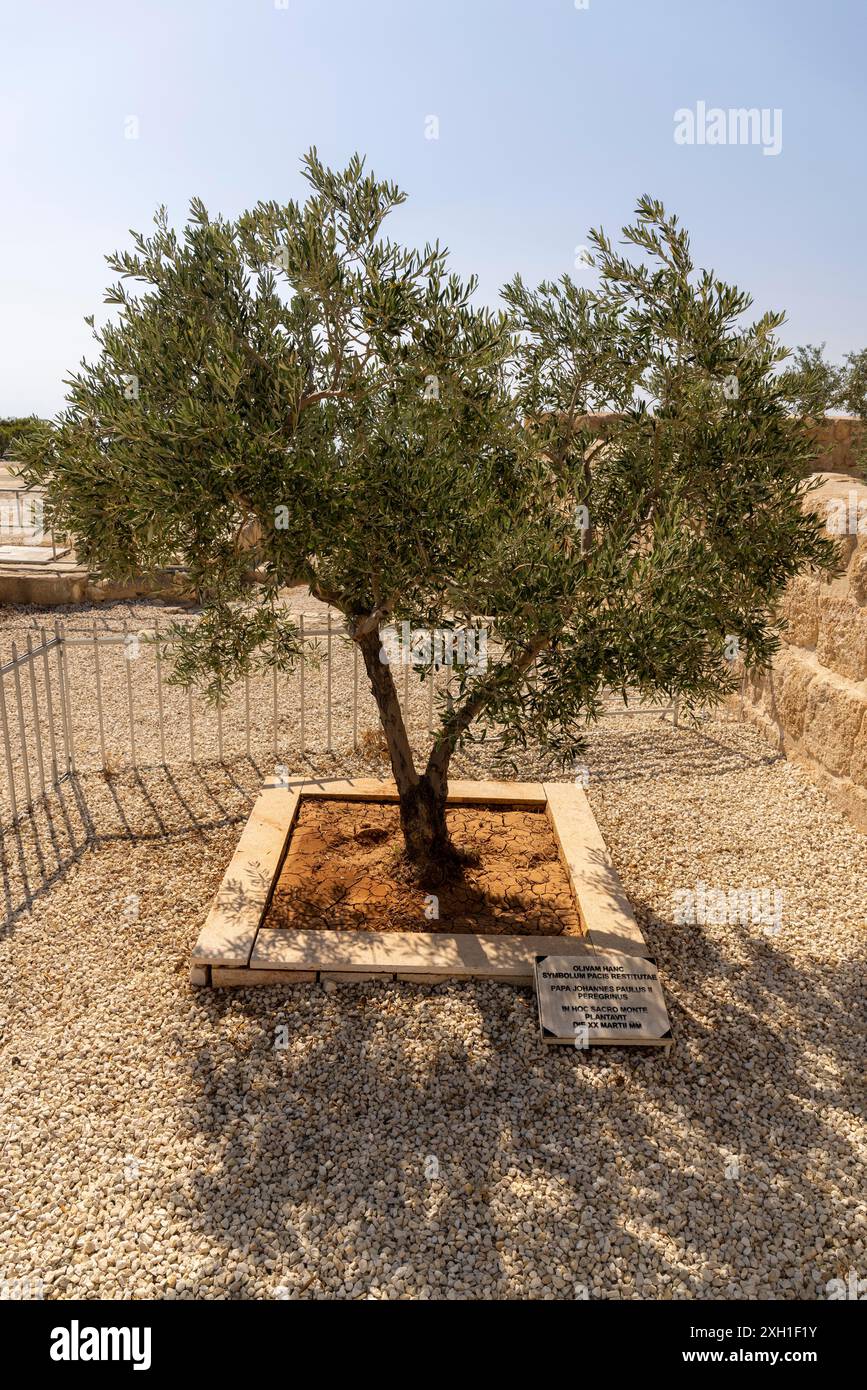 The olive tree of Pope John Paul II, planted for his pilgrimage, Mount Nebo, (Jabal Nibu), Saint ...
