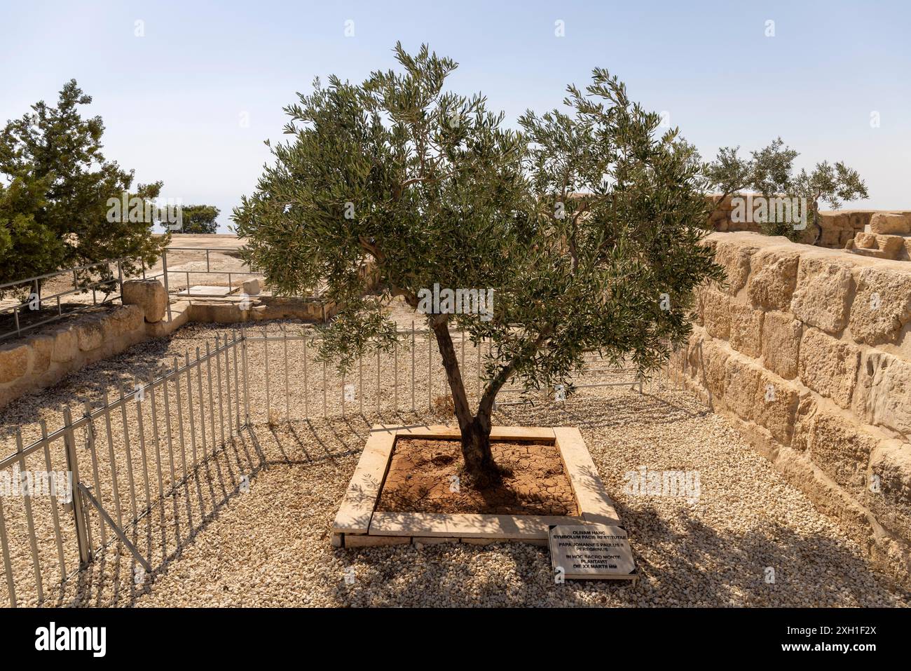 The olive tree of Pope John Paul II, planted for his pilgrimage, Mount Nebo, (Jabal Nibu), Saint ...