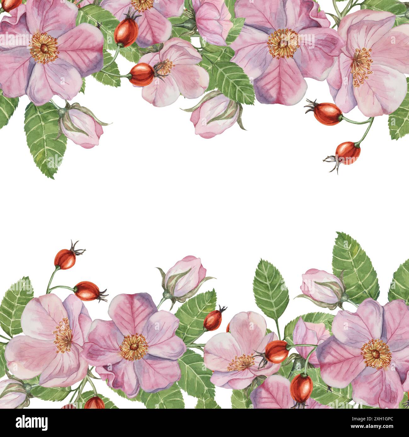 Watercolor pink wild rose hi-res stock photography and images - Alamy