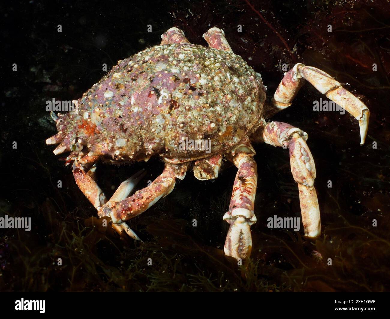 A spider crab (Maja squinado) crawls across the ocean floor, covered in ...