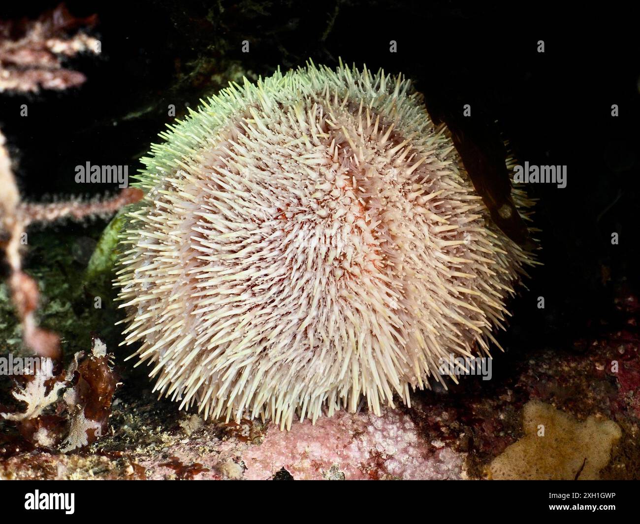 European edible sea urchin (Echinus esculentus) with numerous spines on ...