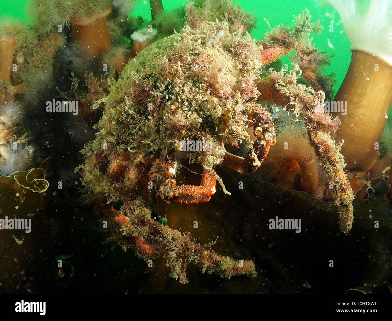 A spider crab (Maja squinado) covered with algae moves on the seabed ...