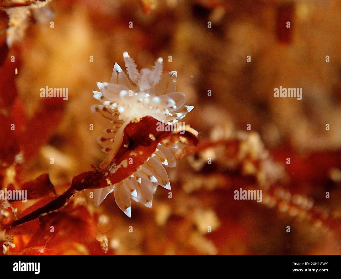 Striped thick billed slug hi-res stock photography and images - Alamy