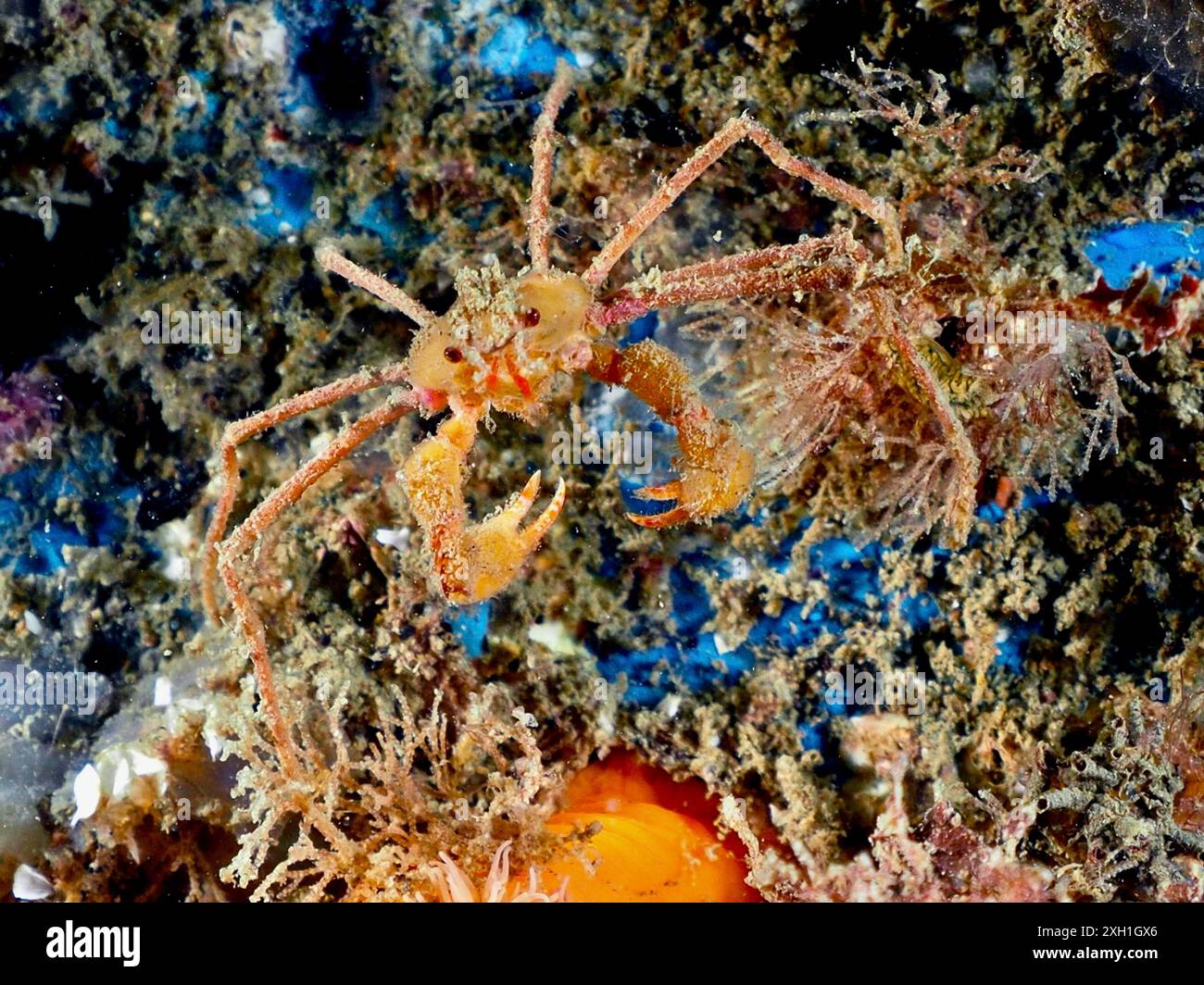 A scorpion spider crab (Inachus), spider crab, with long legs and claws ...
