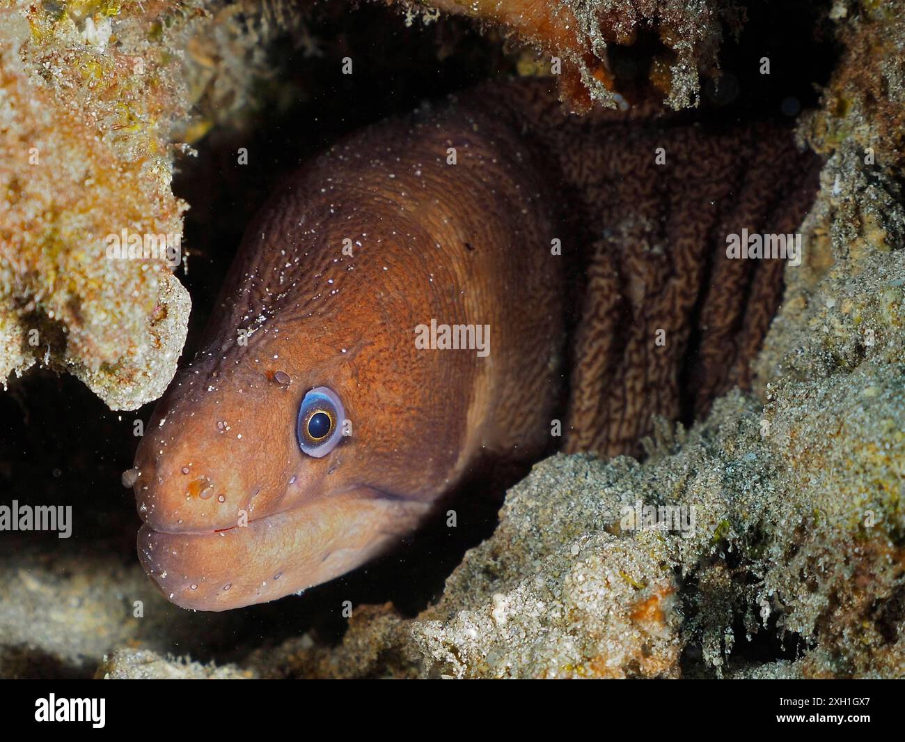 Brown moray eel, masked moray eel (Gymnothorax unicolor) with blue eye ...