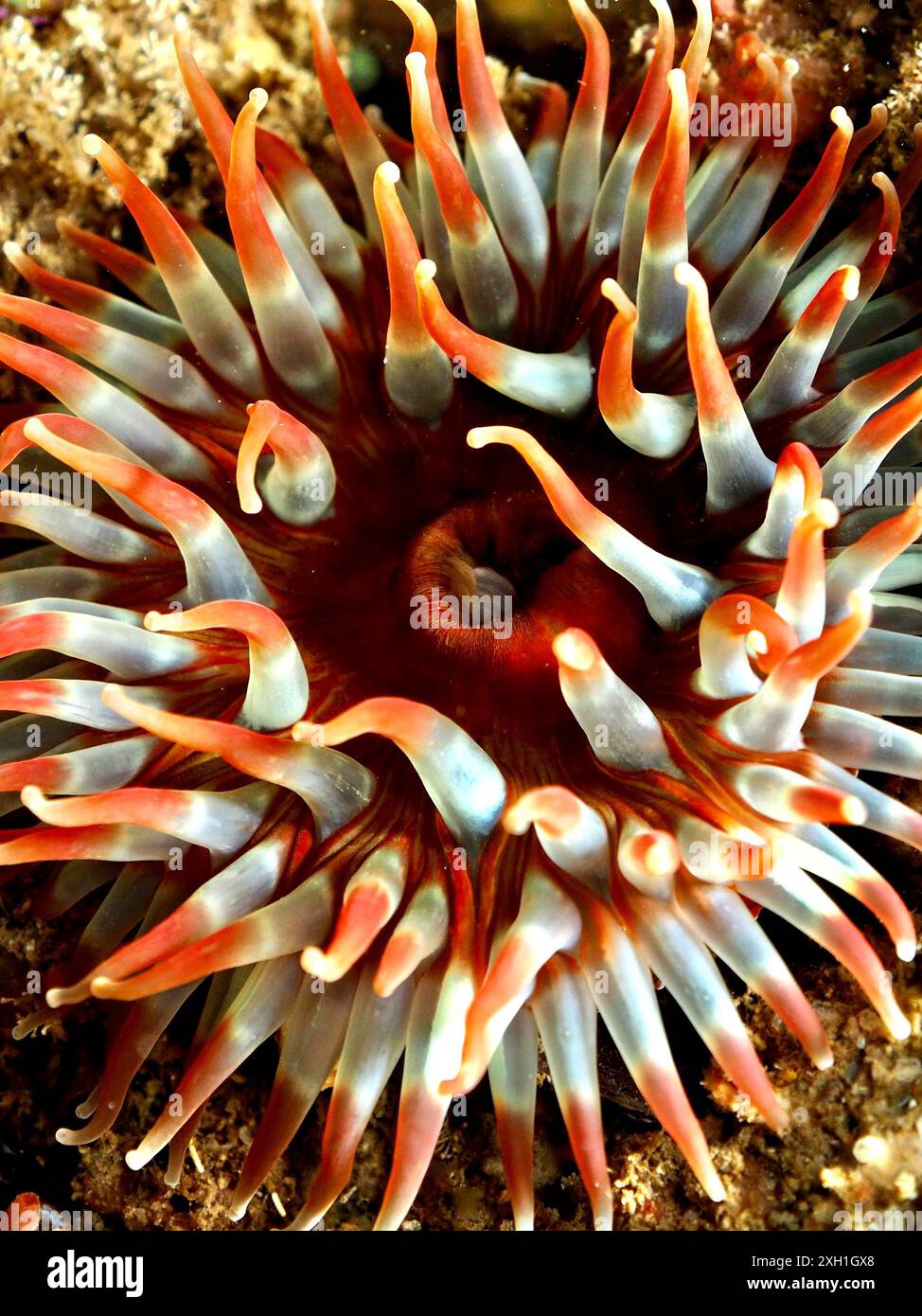Dahlia anemone (Urticina felina), sea anemone, with long tentacles on ...