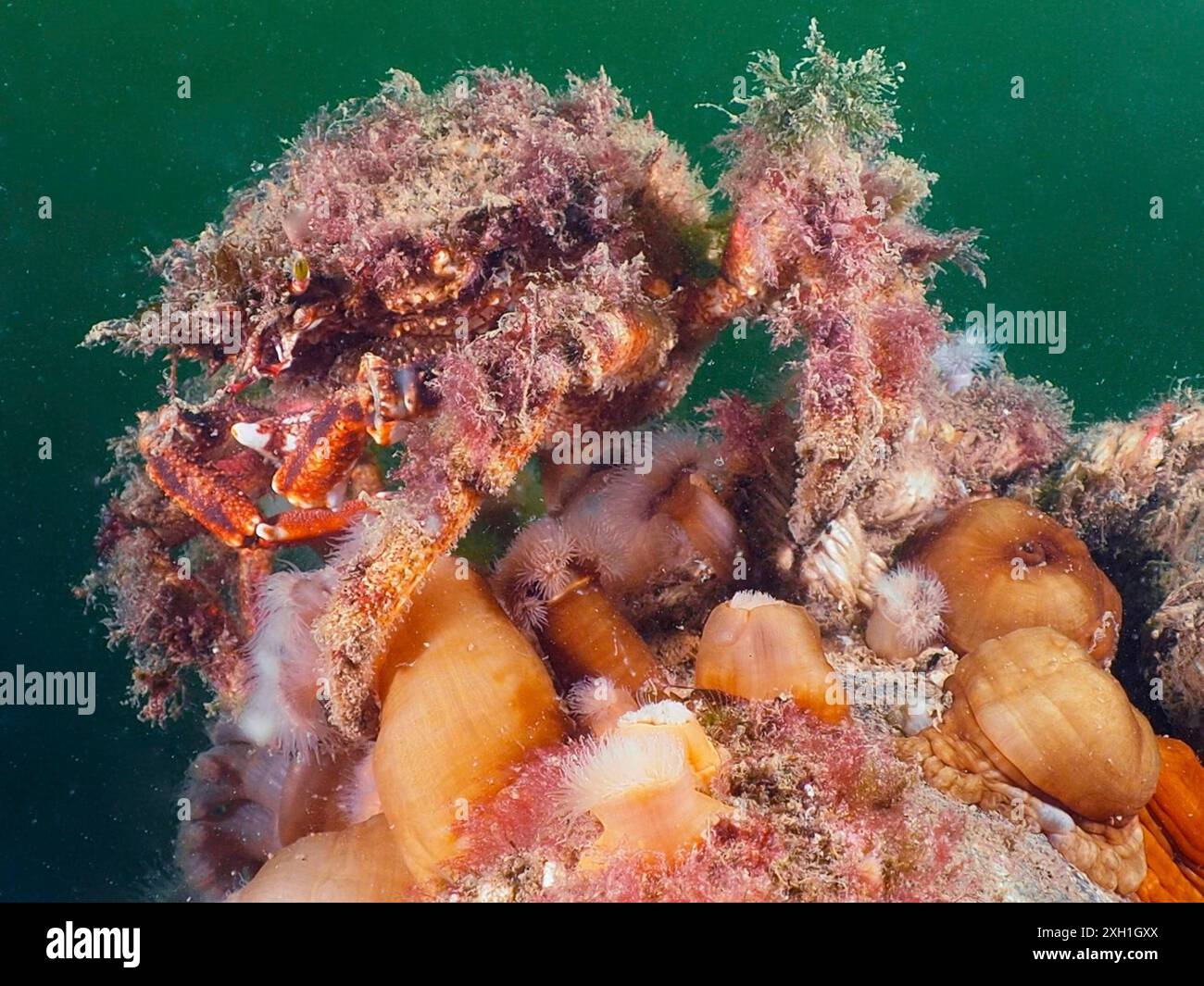 A spider crab (Maja squinado) covered with algae, moving on a reef with ...