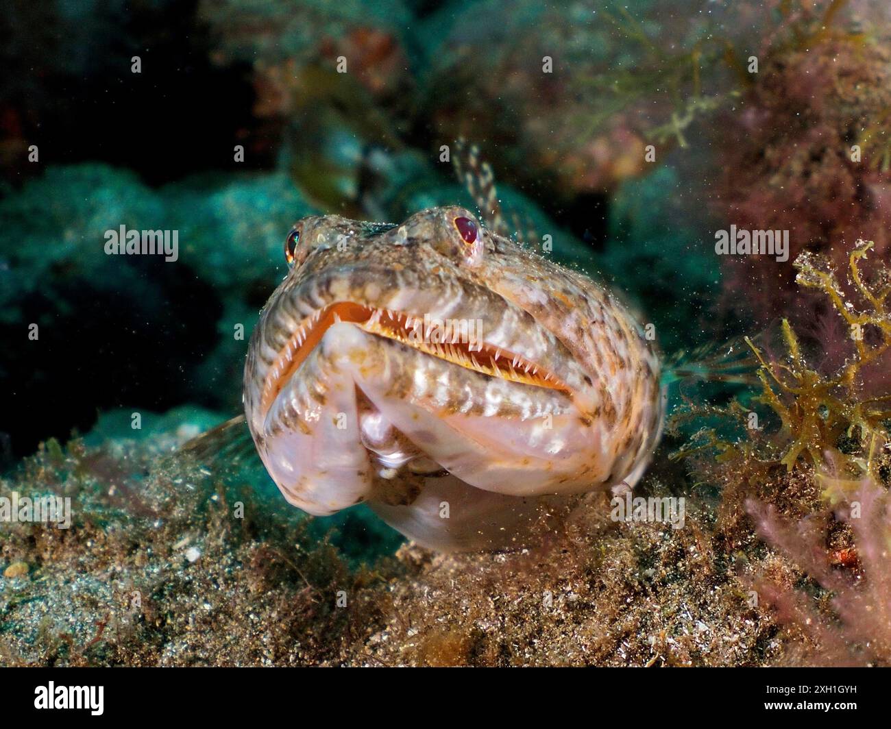 Portrait of lizardfish (Synodus saurus) with pointed teeth. Dive site ...