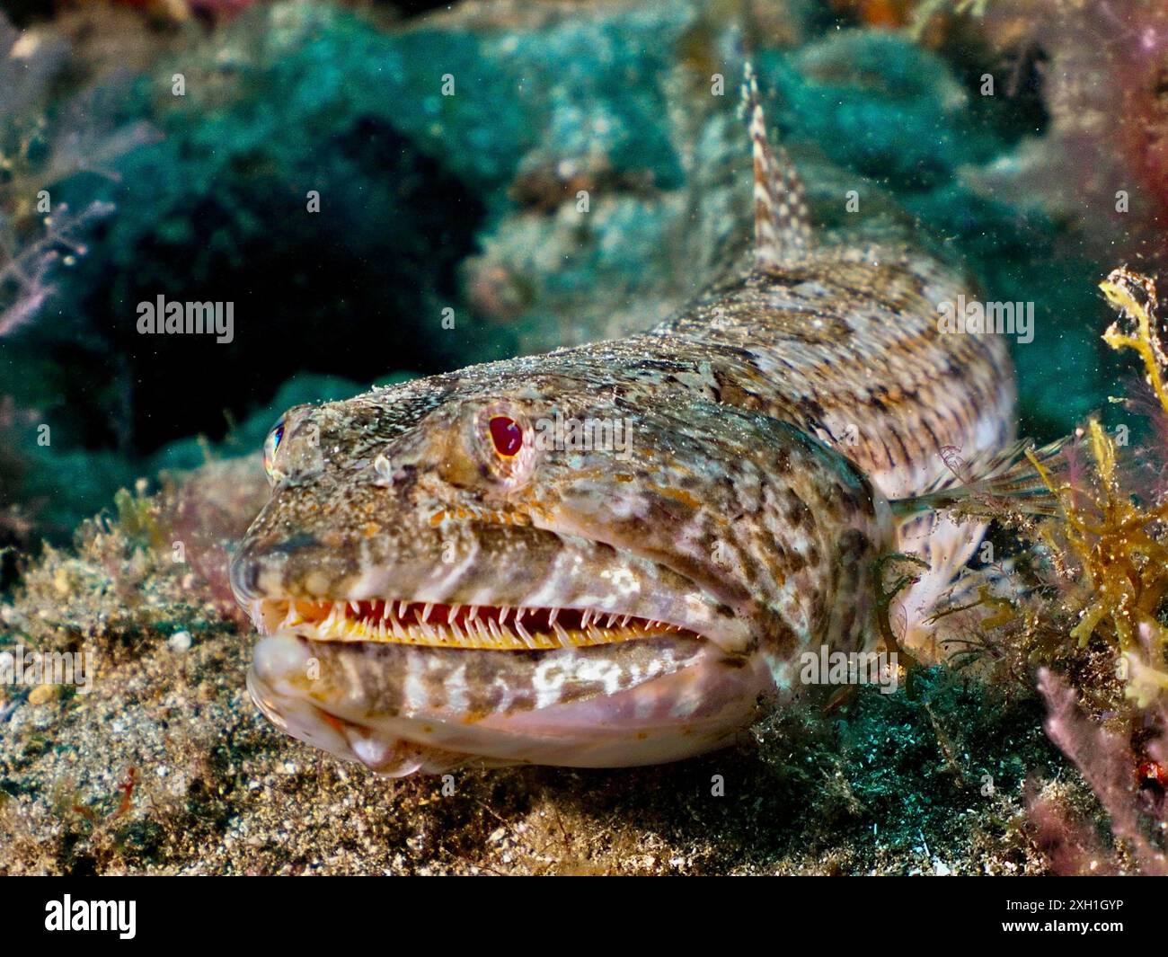 Well camouflaged fish with sharp teeth, lizardfish (Synodus saurus), on ...