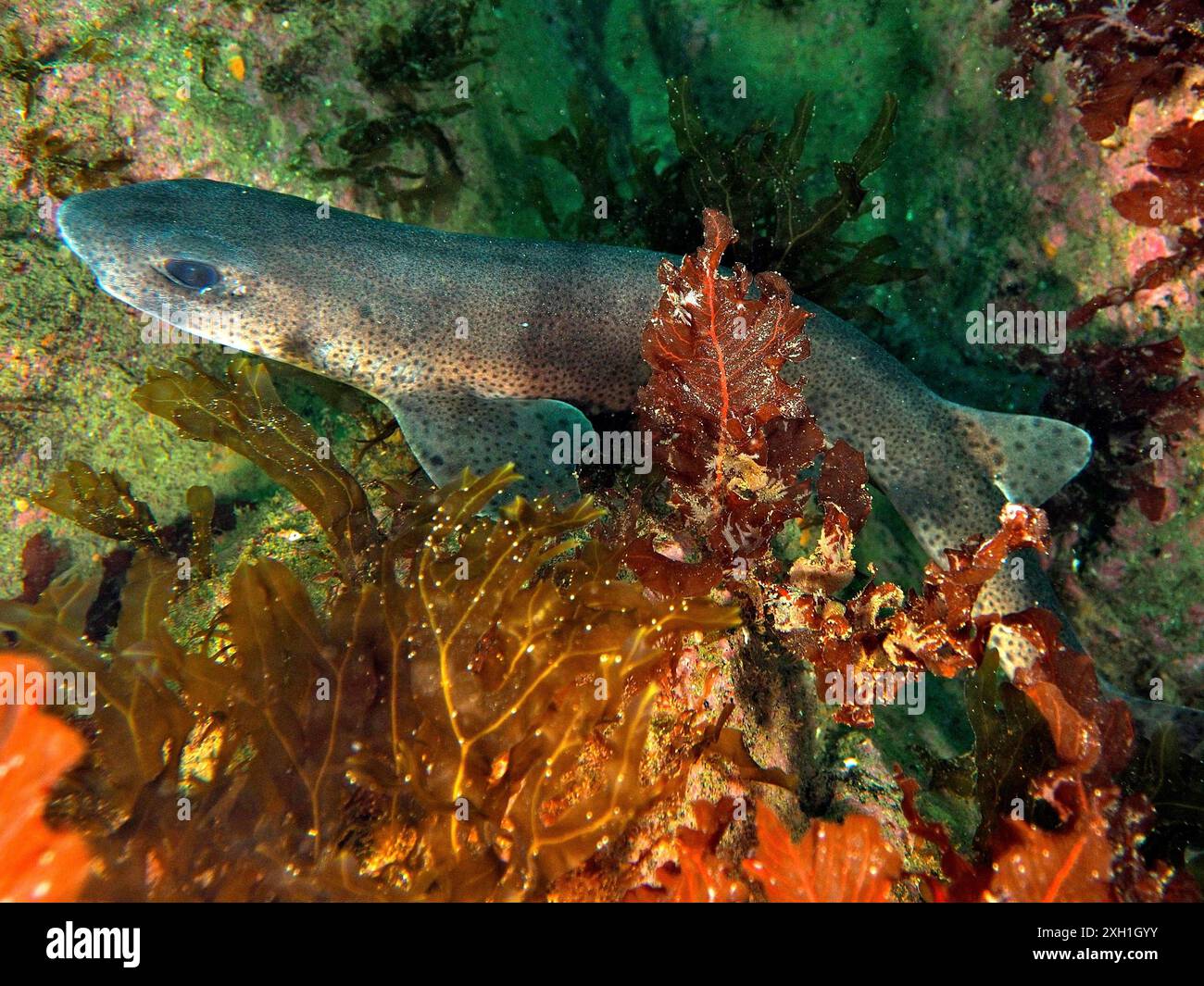 A small-spotted catshark (Scyliorhinus canicula) swims between ...