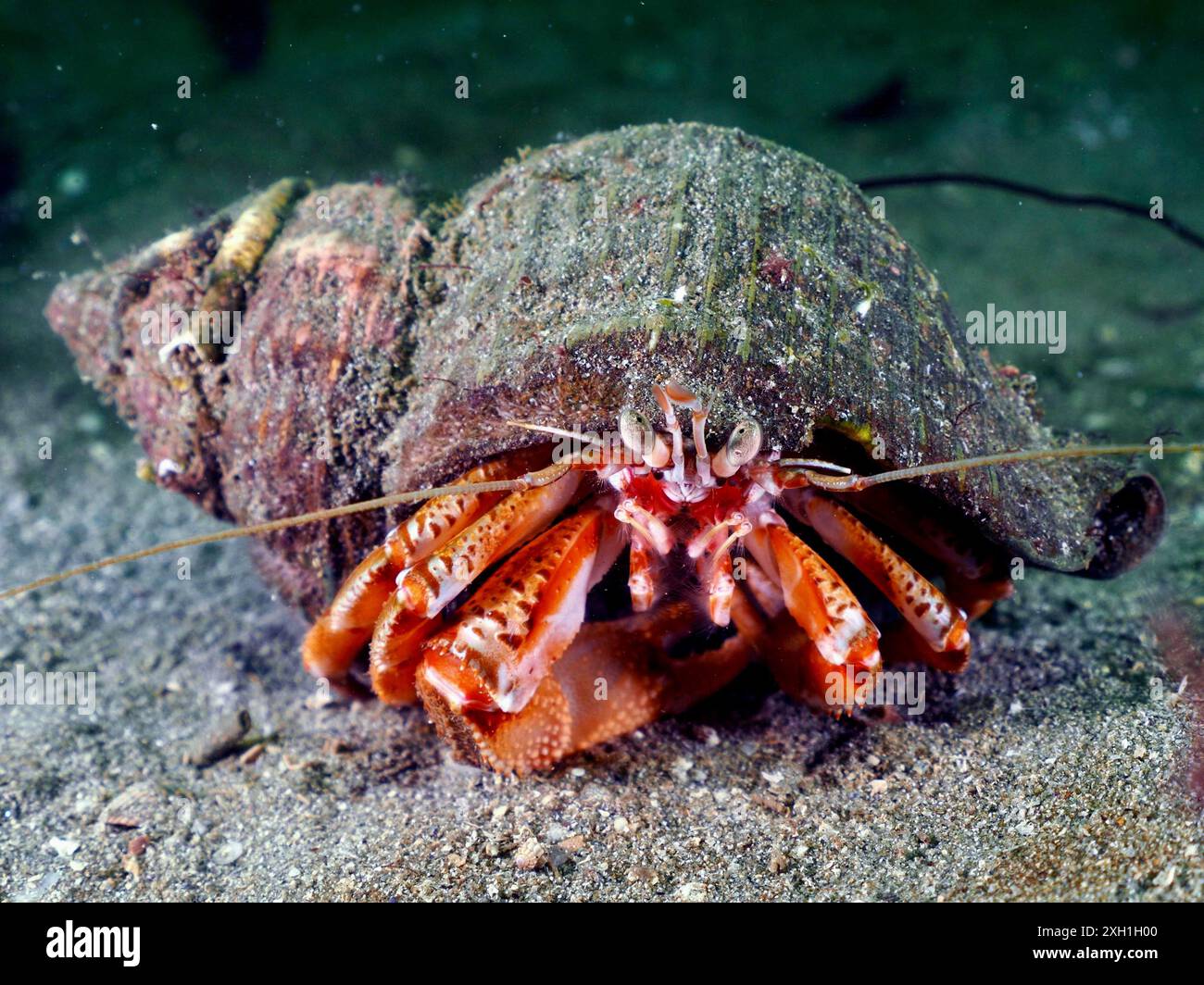 A Striped hermit crab (Pagurus anachoretus) in its grey-brown shell on ...