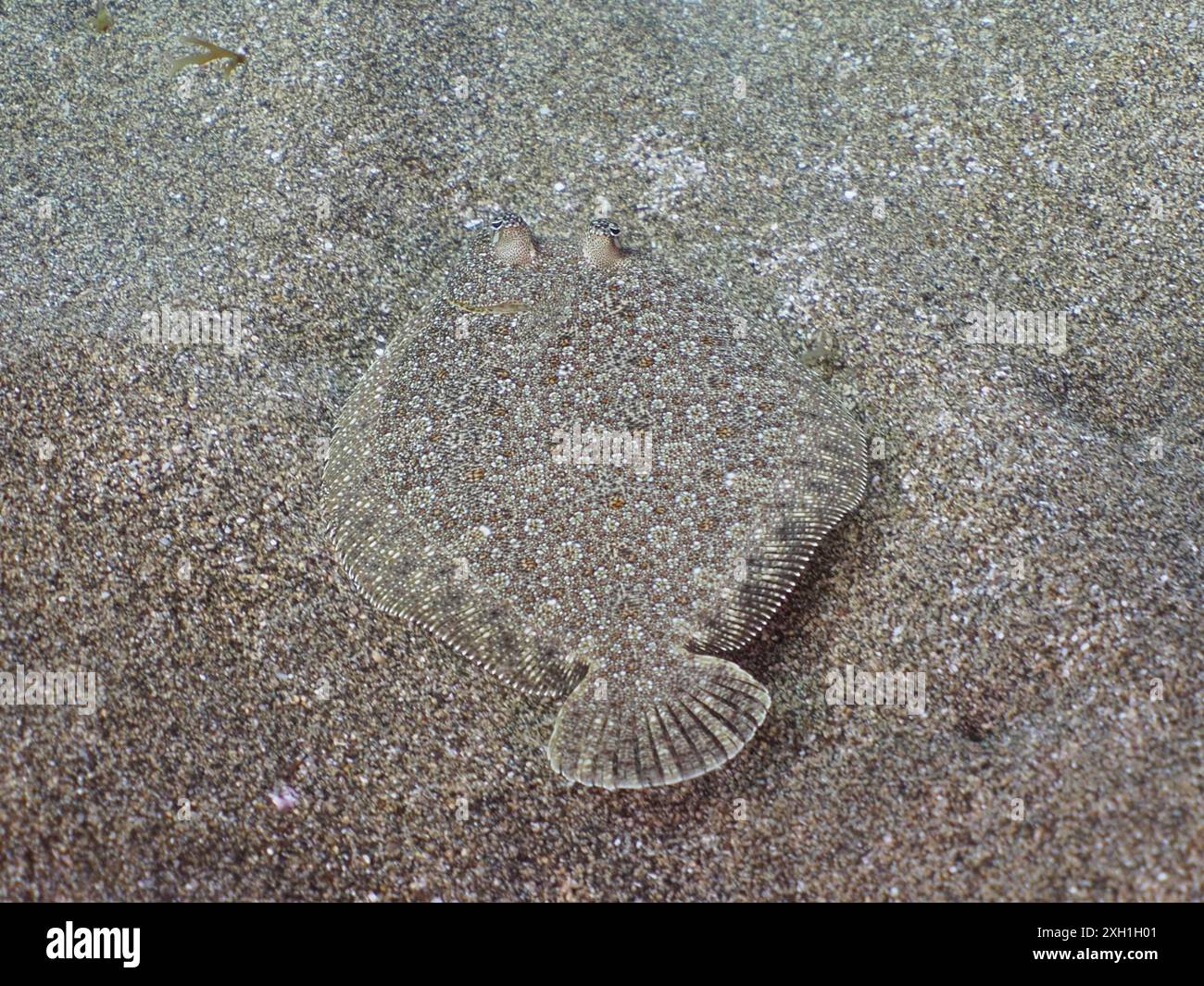 Wide-eyed turbot (Bothus podas maderensis), flounder perfectly ...