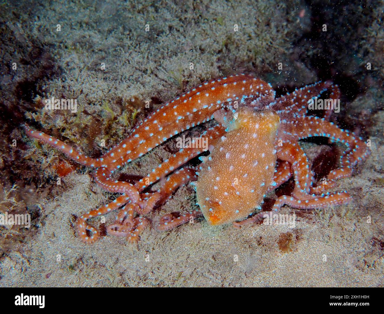 Orange-red Callistoctopus macropus (Callistoctopus macropus) with ...