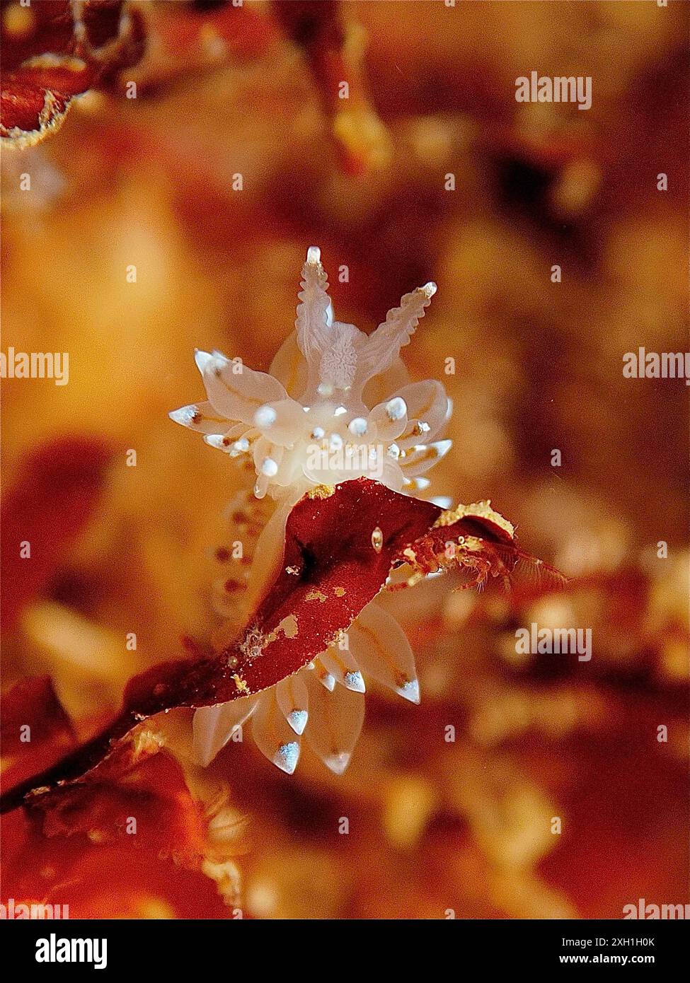 Striped thick billed slug hi-res stock photography and images - Alamy