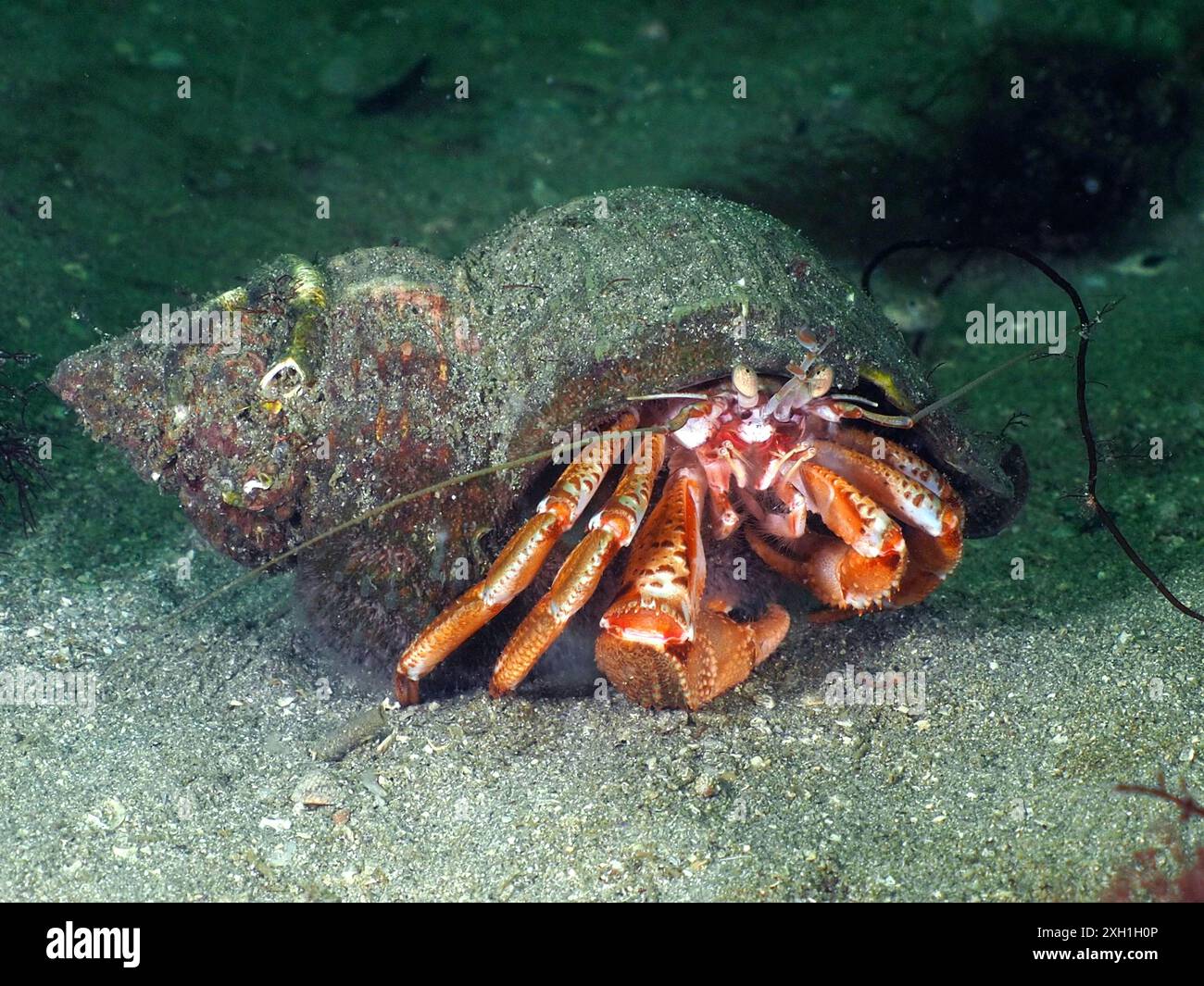 Hermit crab moves across sandy hi-res stock photography and images - Alamy