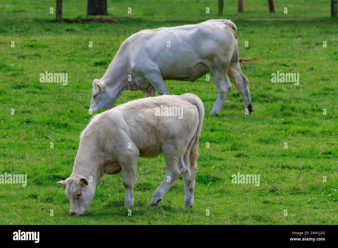 White cow and calf grazing peacefully in a natural environment, weseke ...