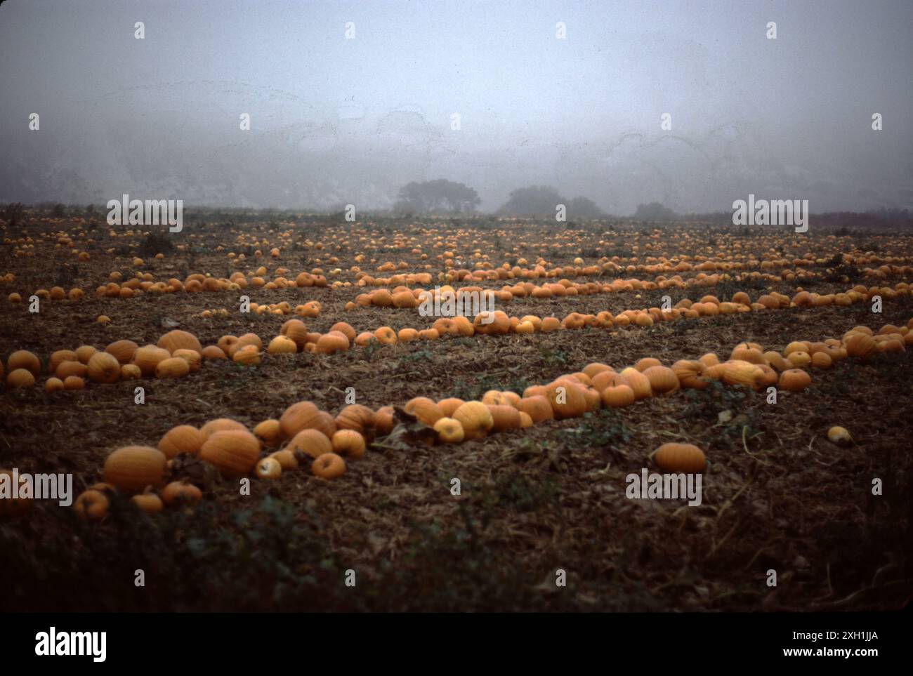 Solvang farm pumpkins hi-res stock photography and images - Alamy