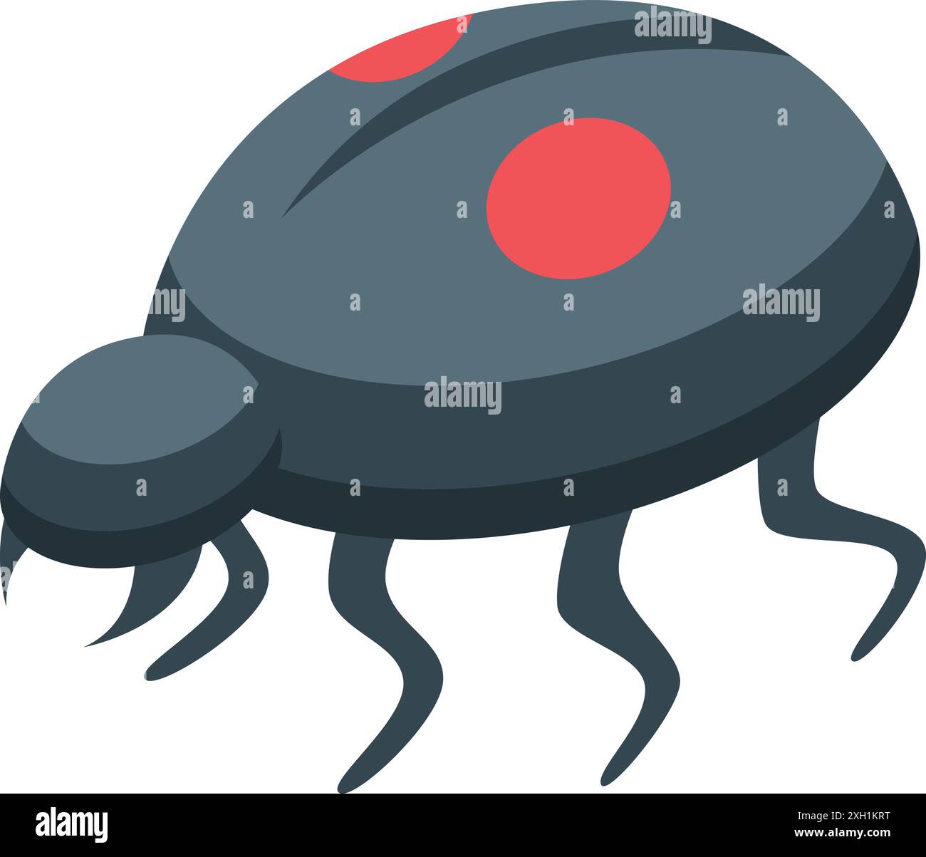 Black ladybug is crawling on six legs, with red spots on its back Stock ...