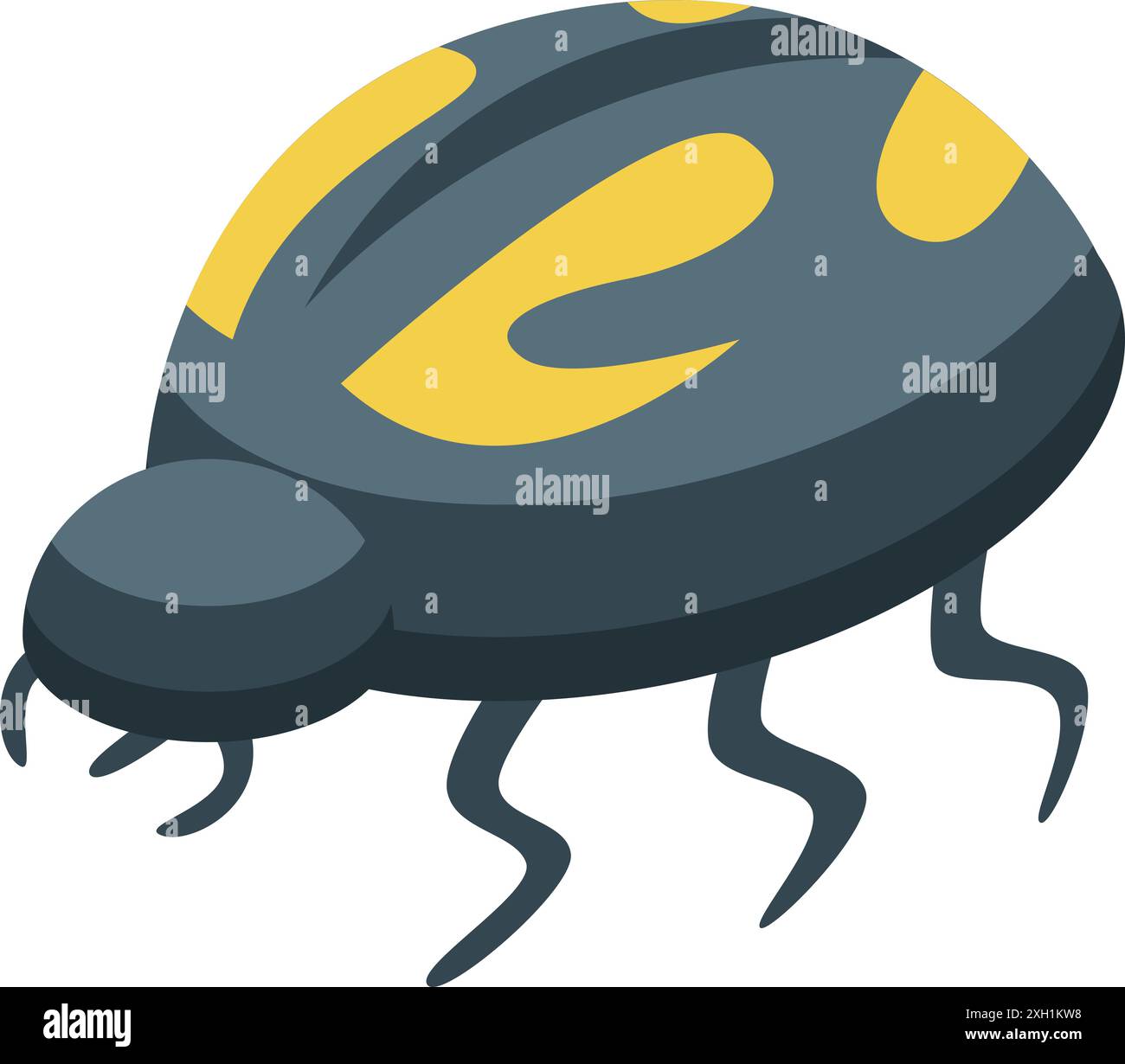 Colorado potato beetle crawling with yellow stripes on back Stock ...