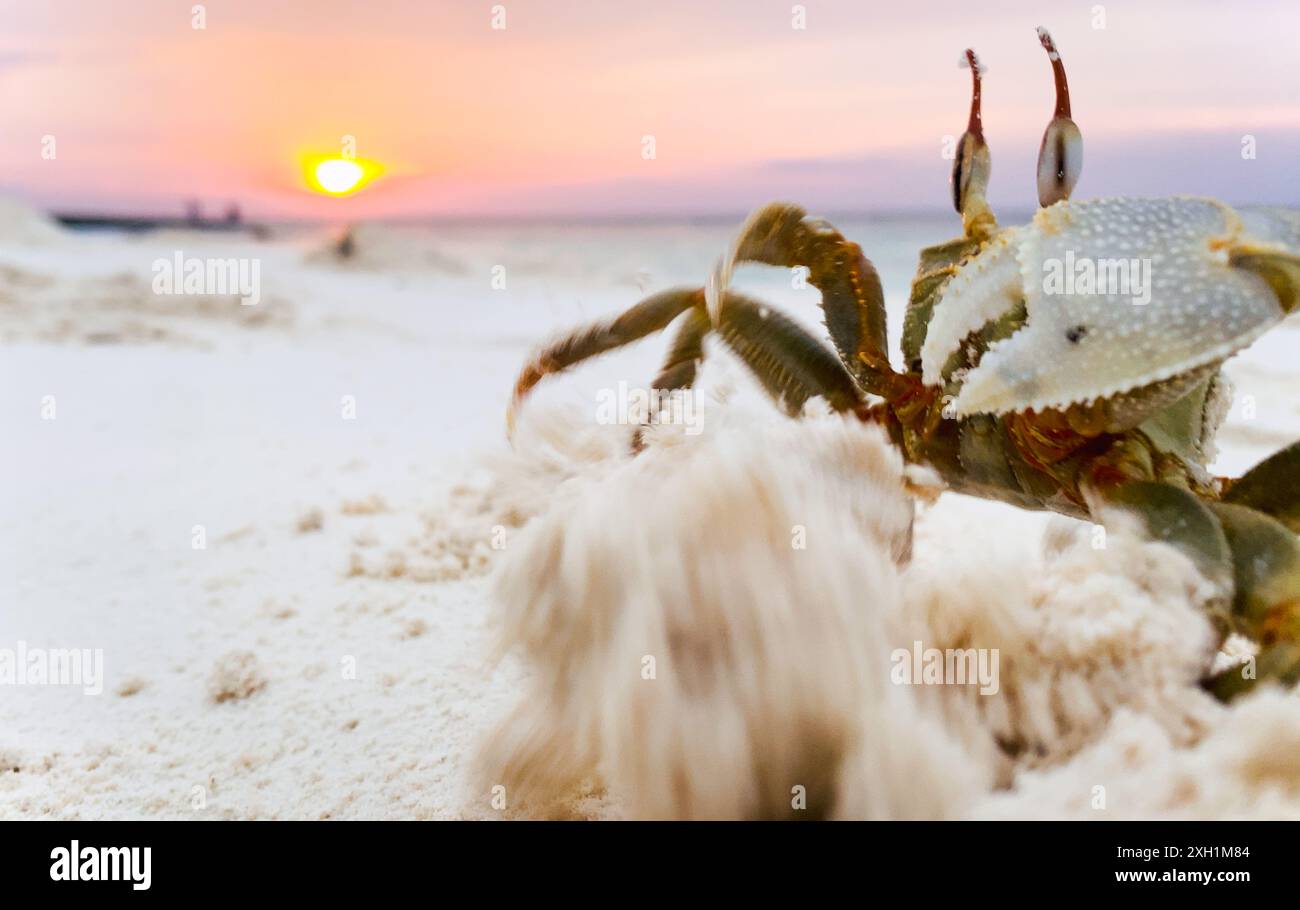 Close up common land crab in sandy Maldives beach dig sand hole before ...