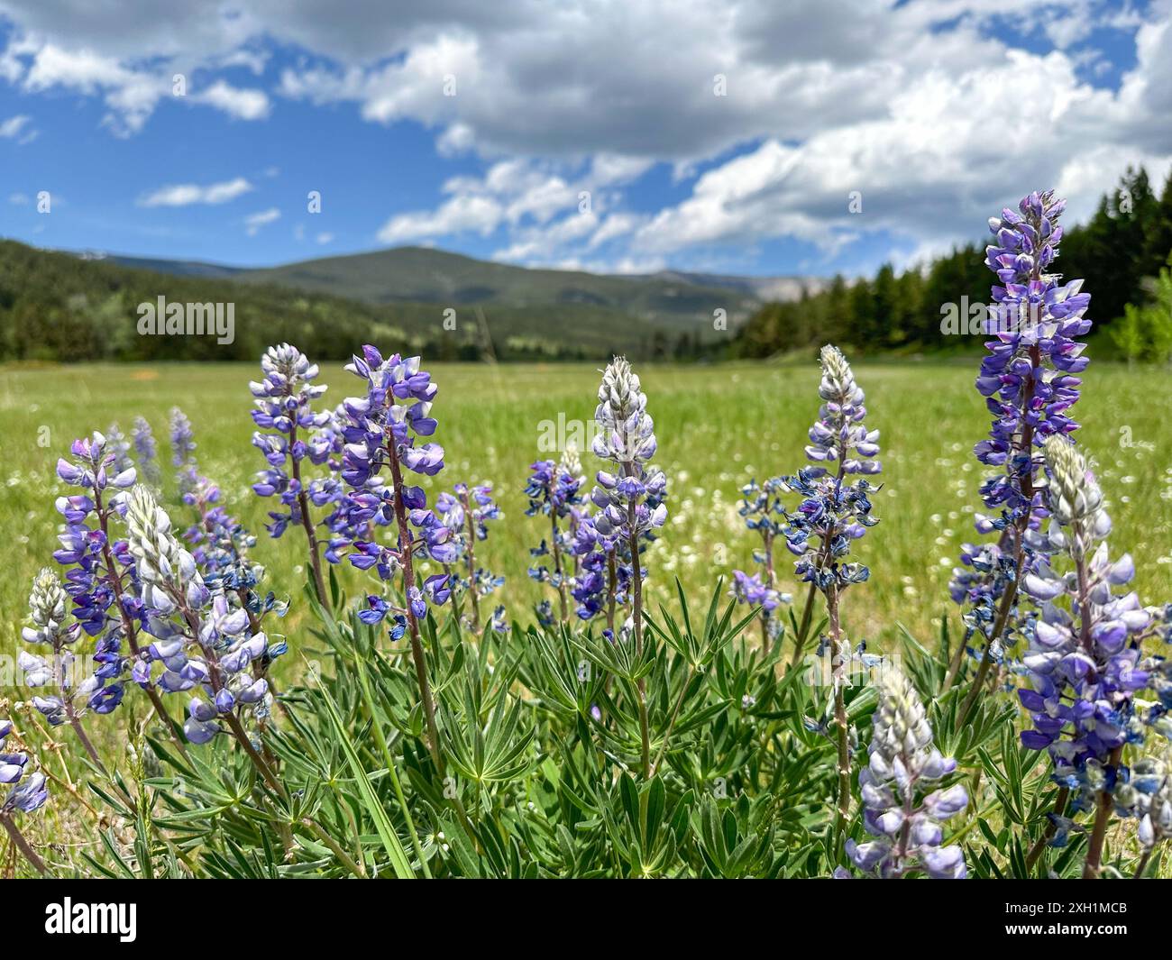 Lupines, beautiful blue wildflowers in a meadow surrounded by a pine ...