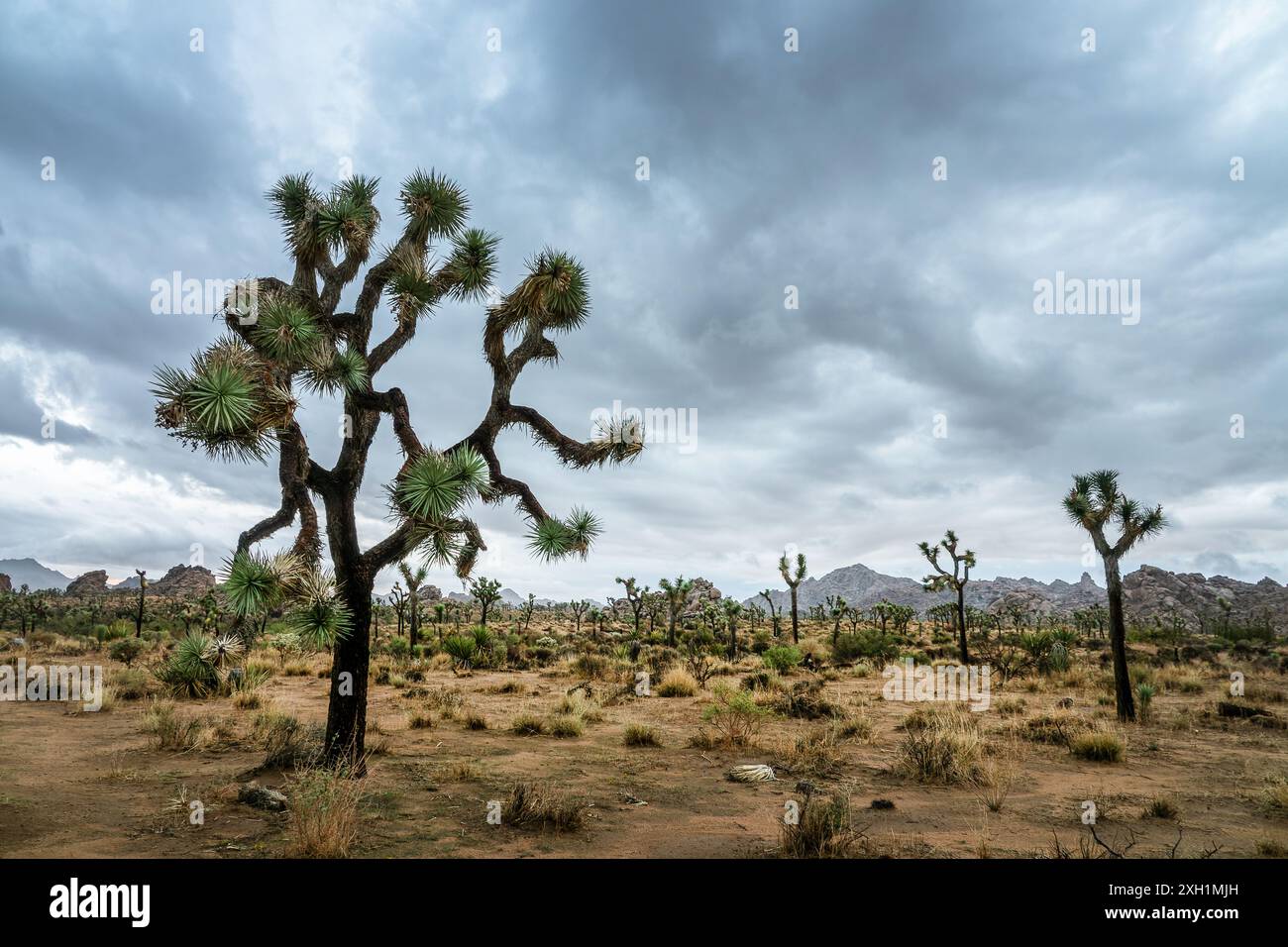Scenic landscape joshua tree hi-res stock photography and images - Alamy