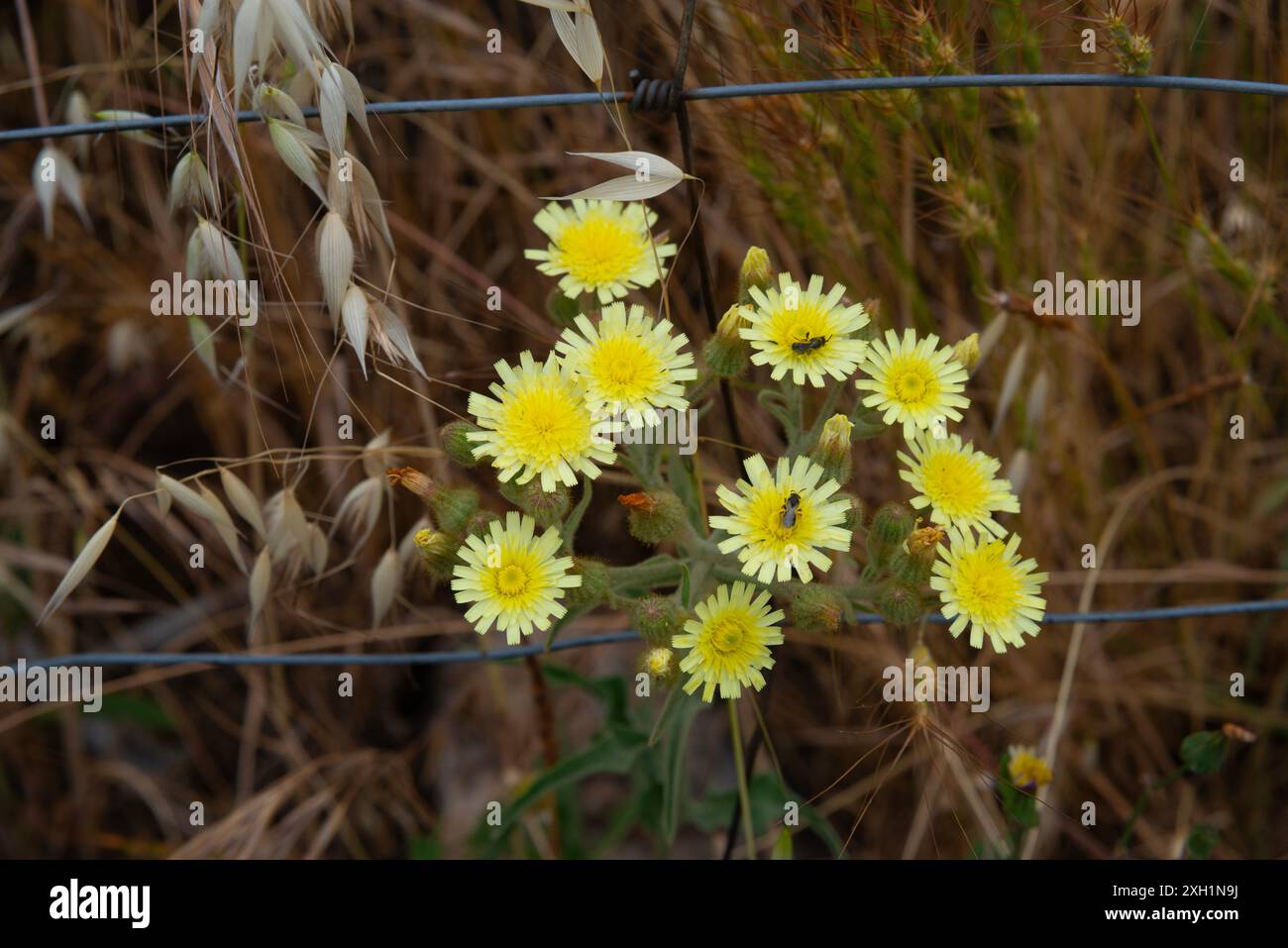 Insectos en flores silvestres hi-res stock photography and images - Alamy