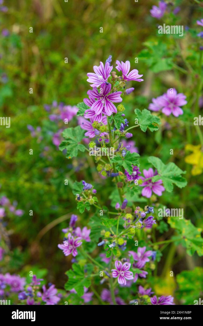 Planta malva hi-res stock photography and images - Alamy
