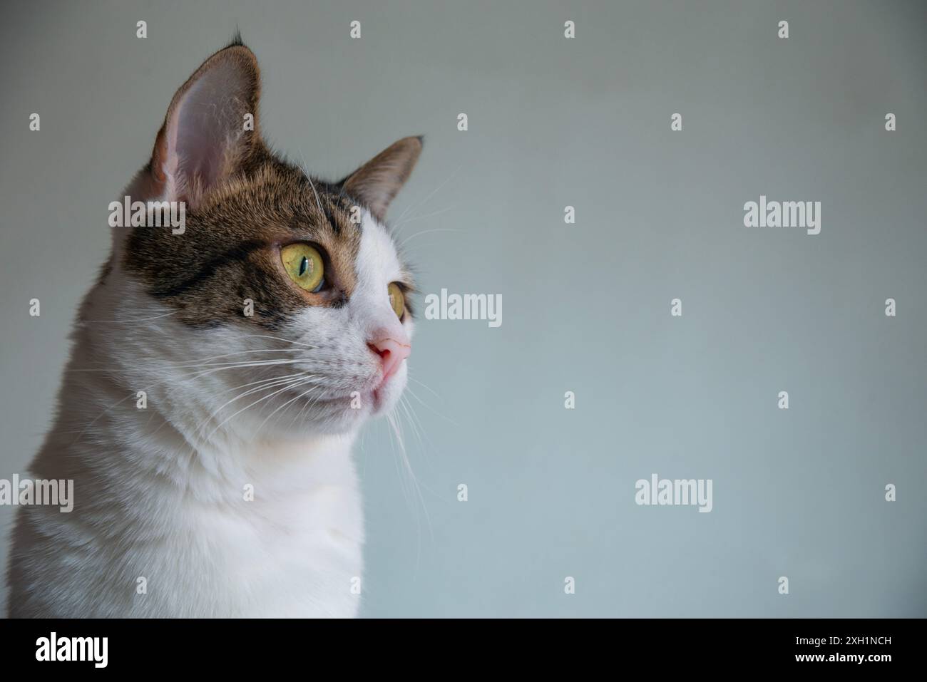 Close up cat home hi-res stock photography and images - Alamy